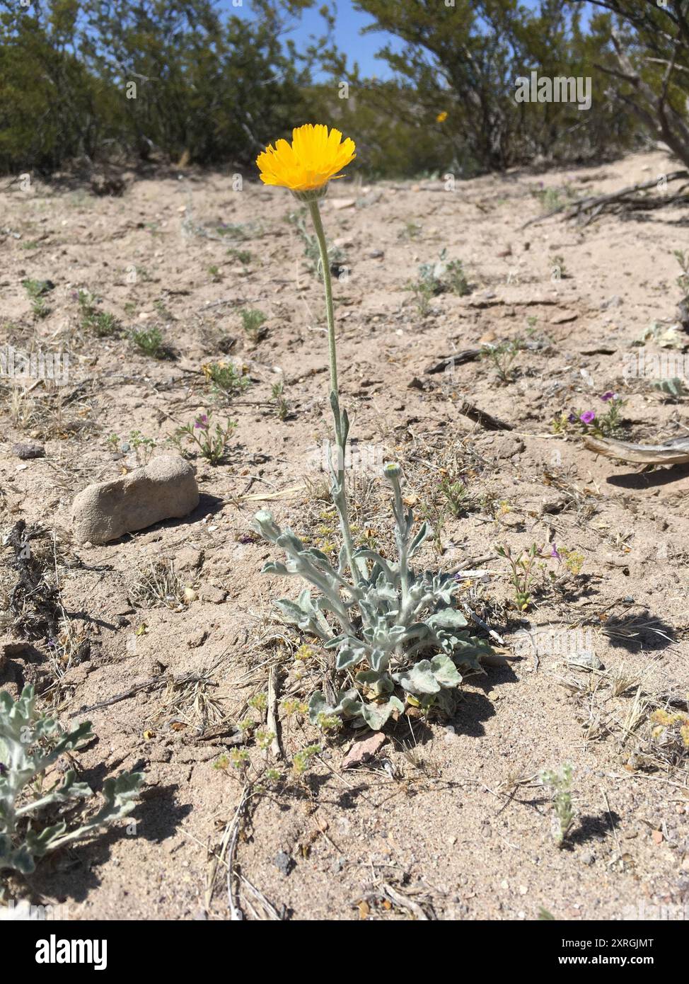 Desert Marigold (Baileya multiradiata) Plantae Stock Photo - Alamy