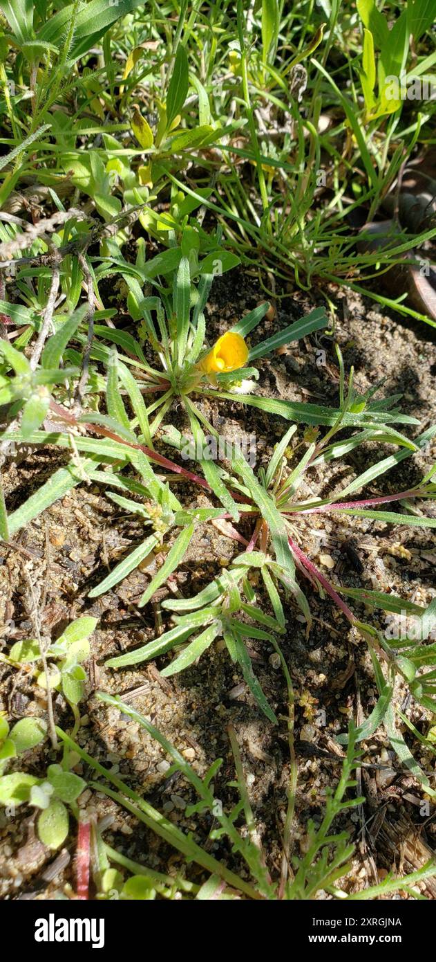 California sun cup (Camissoniopsis bistorta) Plantae Stock Photo - Alamy