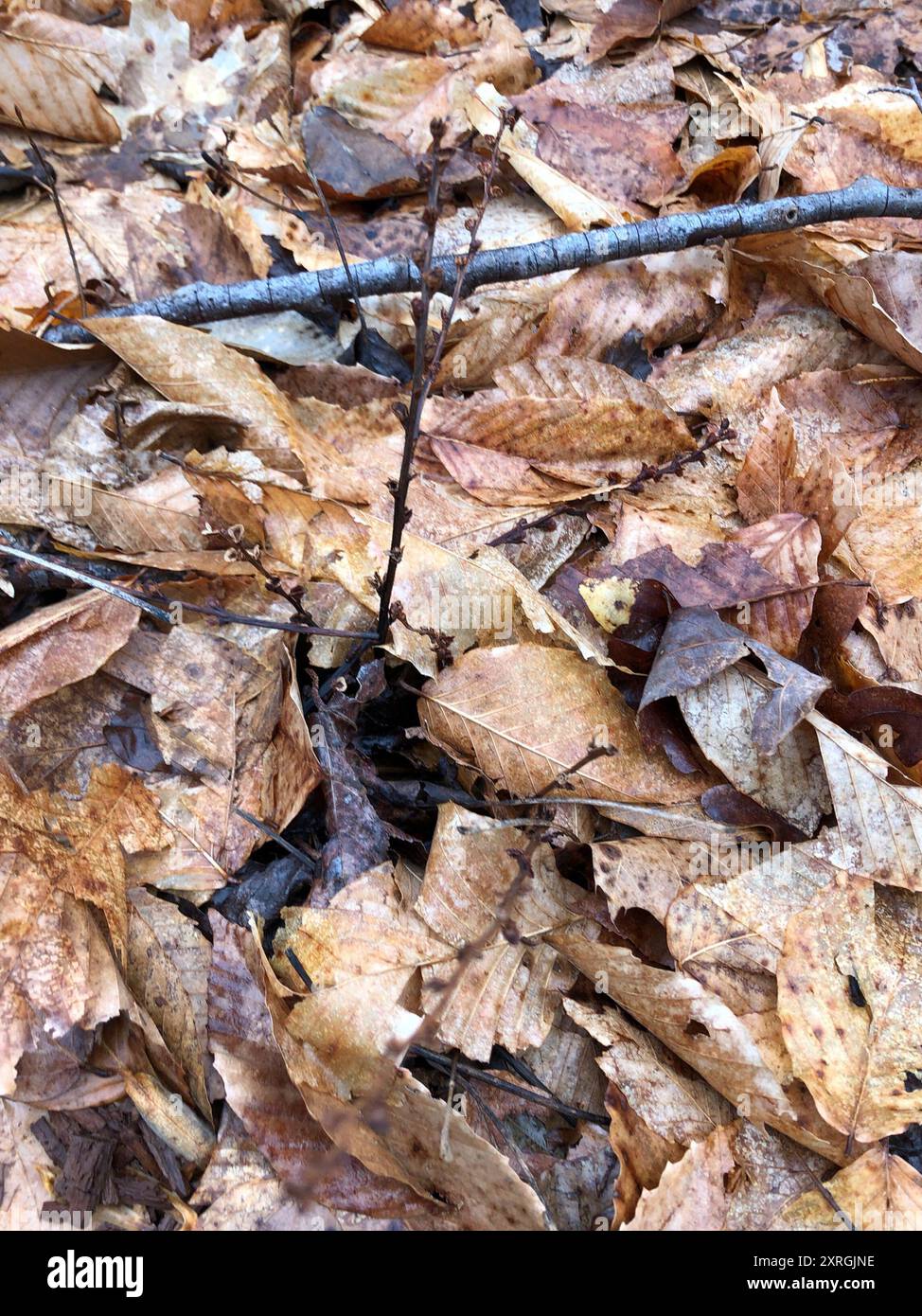 Beechdrops (Epifagus virginiana) Plantae Stock Photo - Alamy
