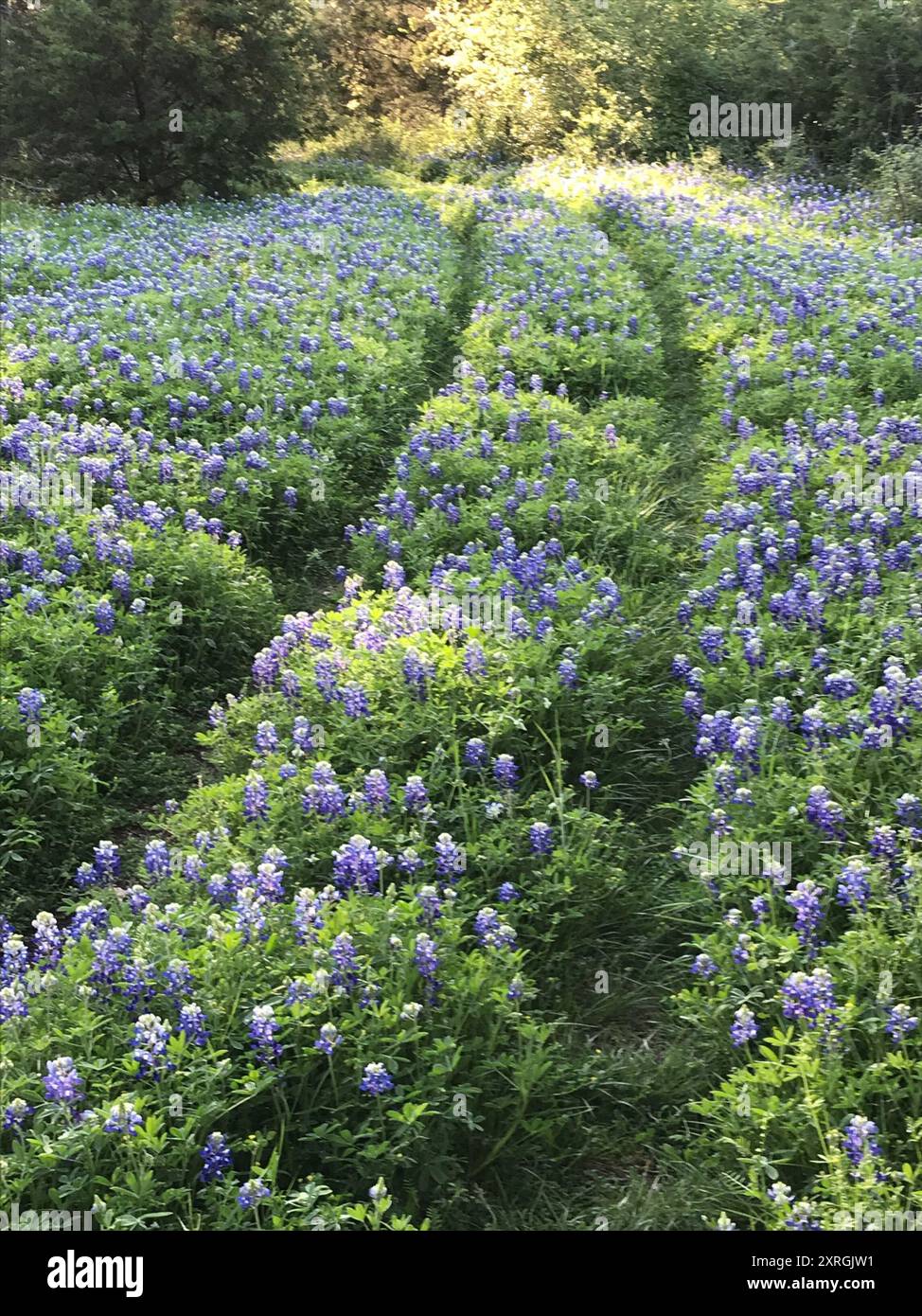Texas bluebonnet (Lupinus texensis) Plantae Stock Photo - Alamy