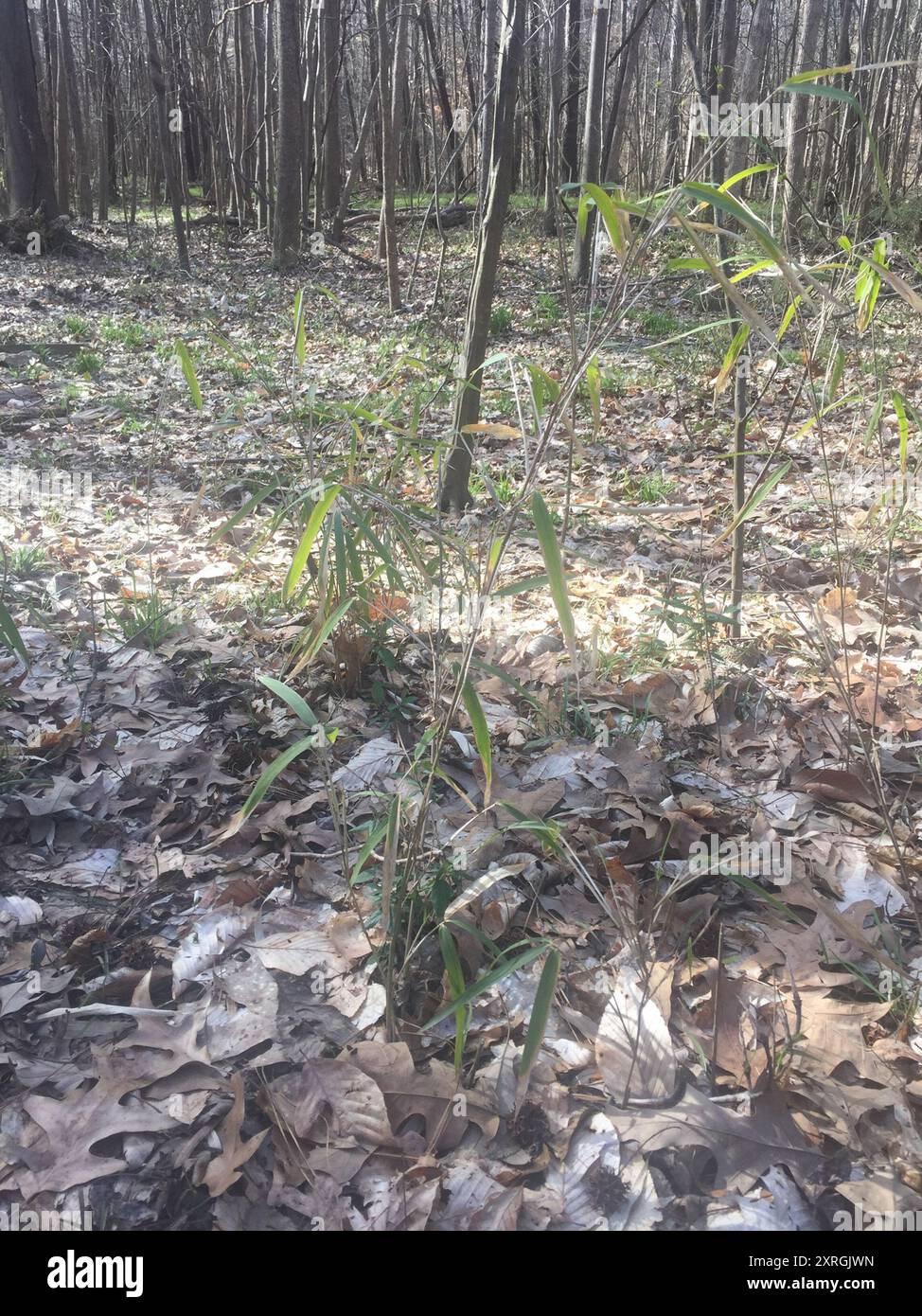 river cane (Arundinaria gigantea) Plantae Stock Photo - Alamy
