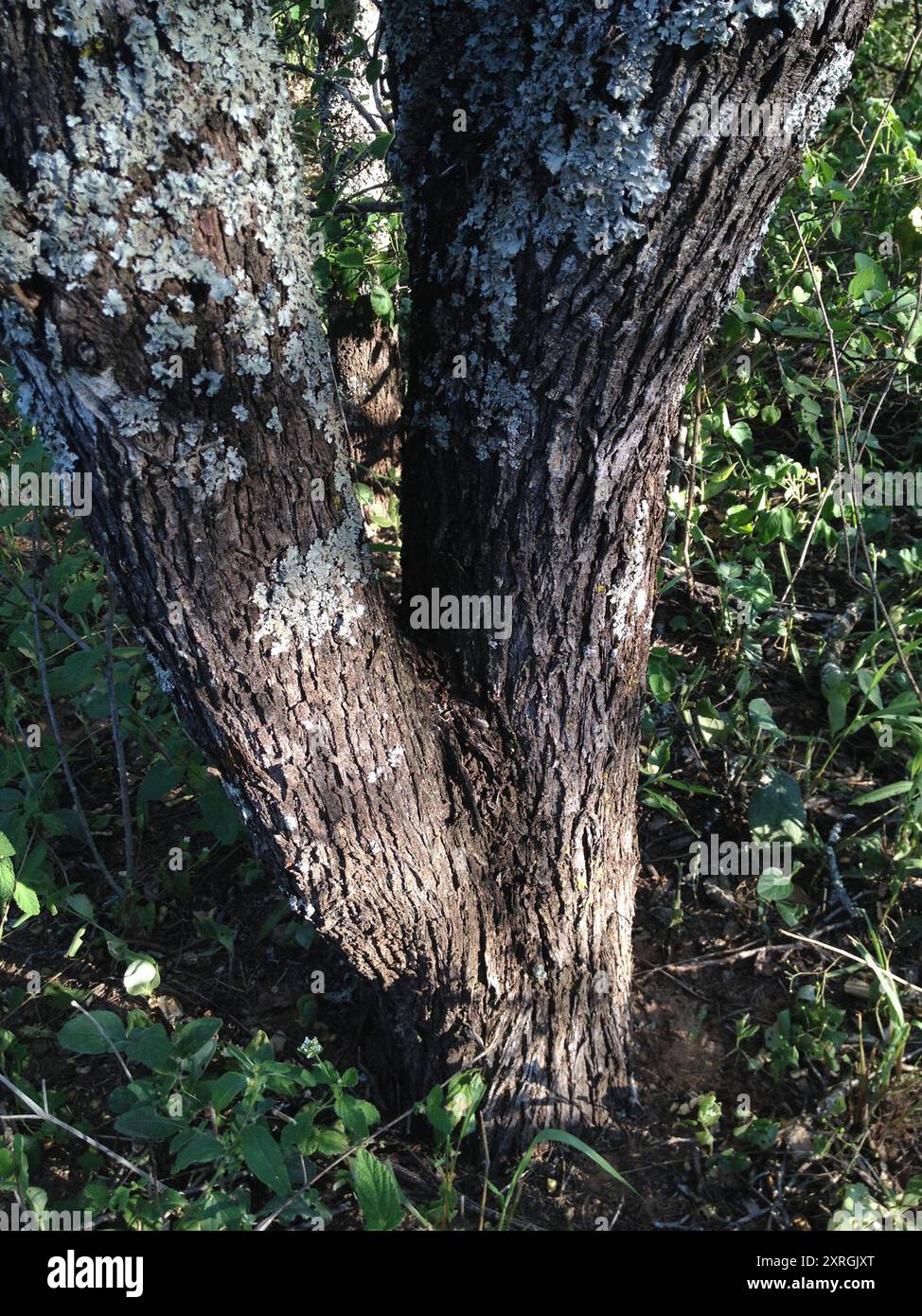 mesquites (Neltuma) Plantae Stock Photo - Alamy