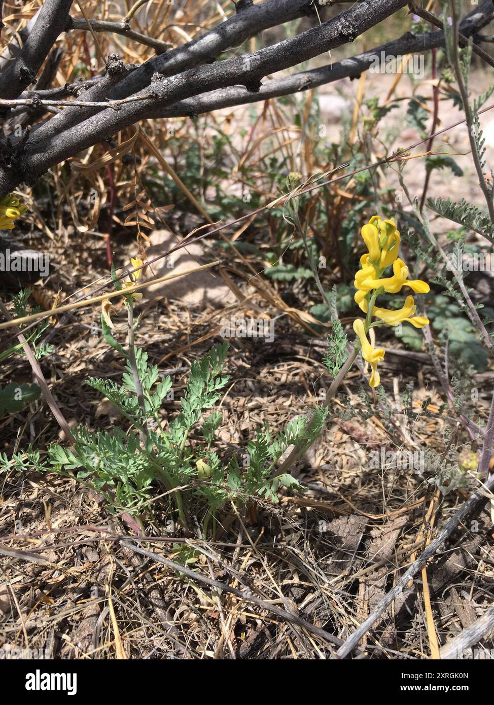 golden corydalis (Corydalis aurea) Plantae Stock Photo - Alamy