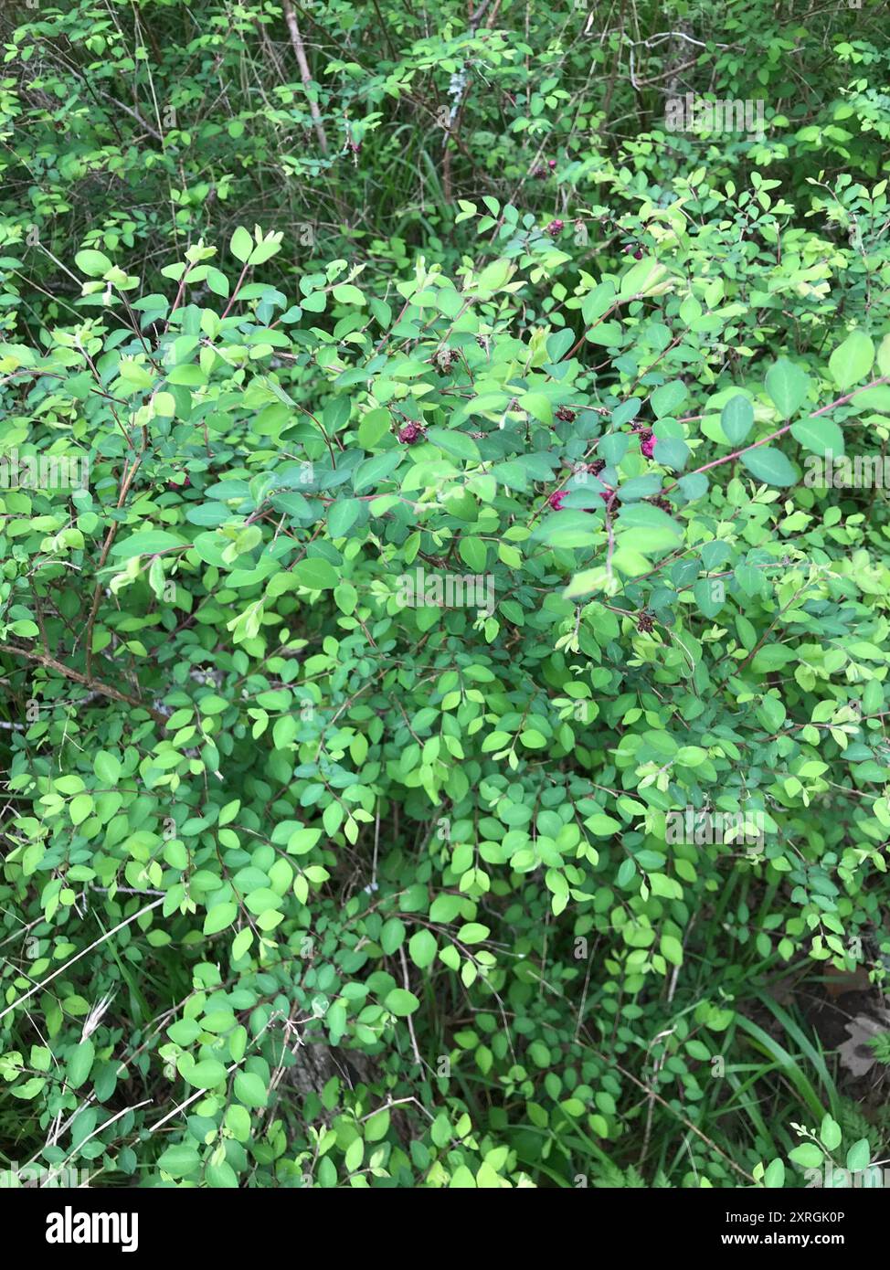 coralberry (Symphoricarpos orbiculatus) Plantae Stock Photo - Alamy