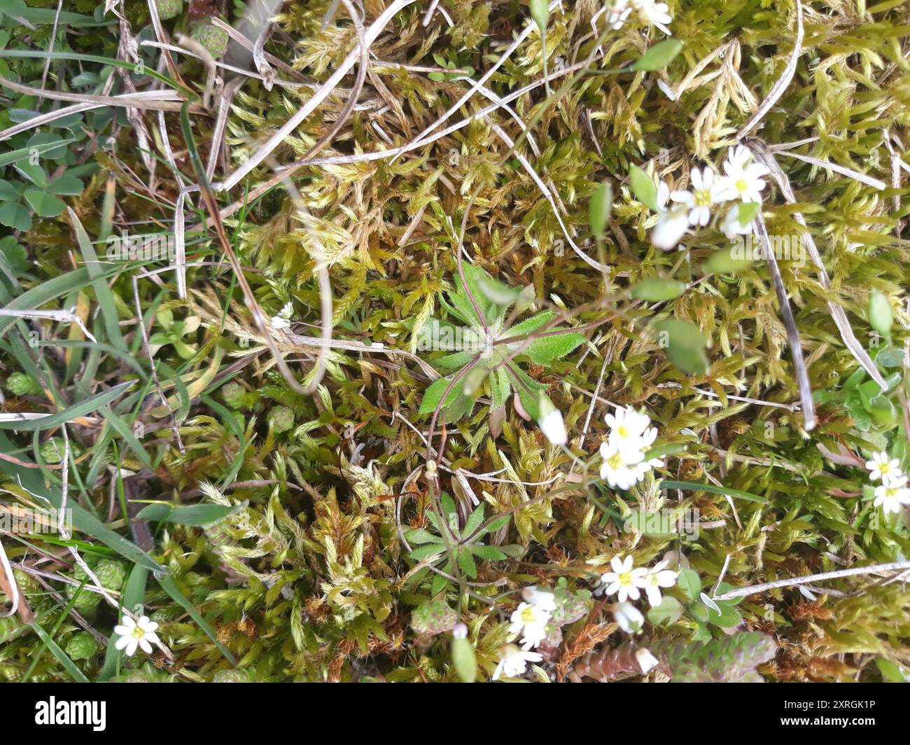 Common Whitlowgrass (Draba verna) Plantae Stock Photo - Alamy