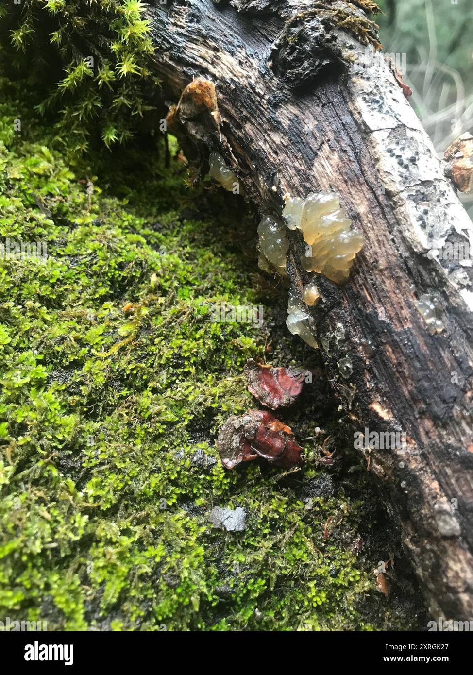 Crystal Brain Fungus (Myxarium nucleatum) Fungi Stock Photo - Alamy