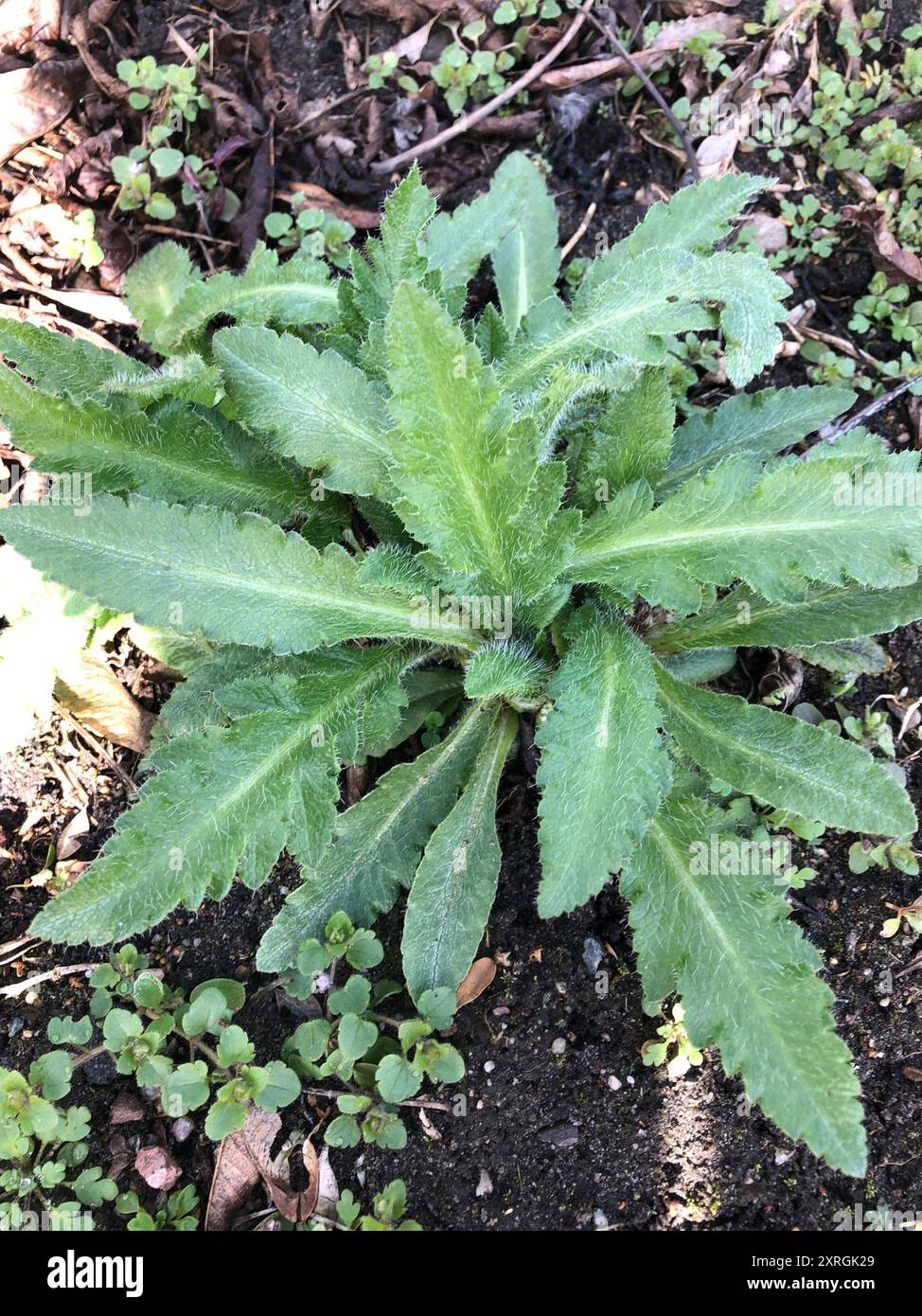 flowering plants (Angiospermae) Plantae Stock Photo - Alamy