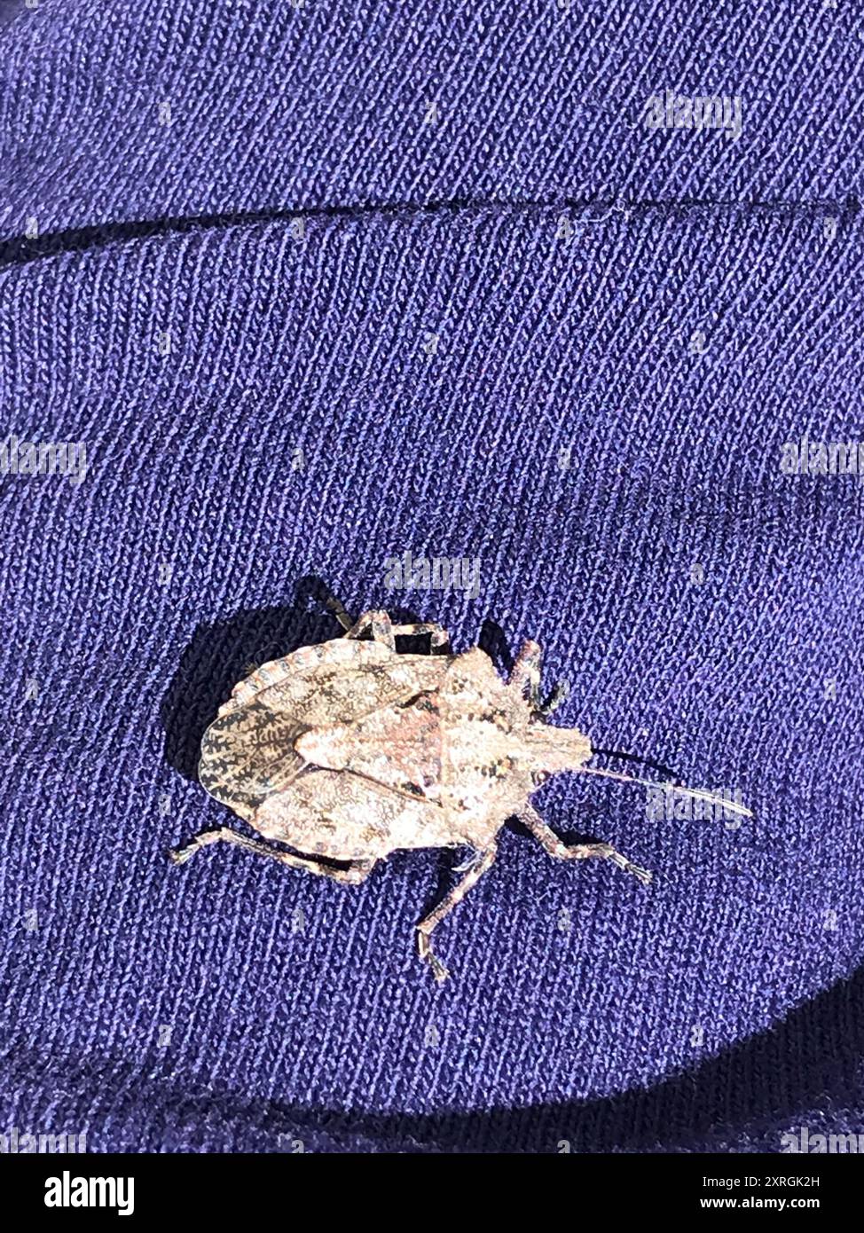 Rough Stink Bugs (Brochymena) Insecta Stock Photo - Alamy