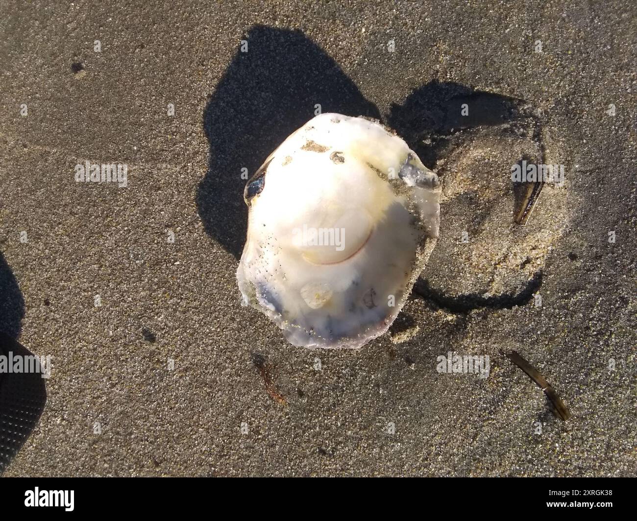 European Flat Oyster (Ostrea edulis) Mollusca Stock Photo - Alamy