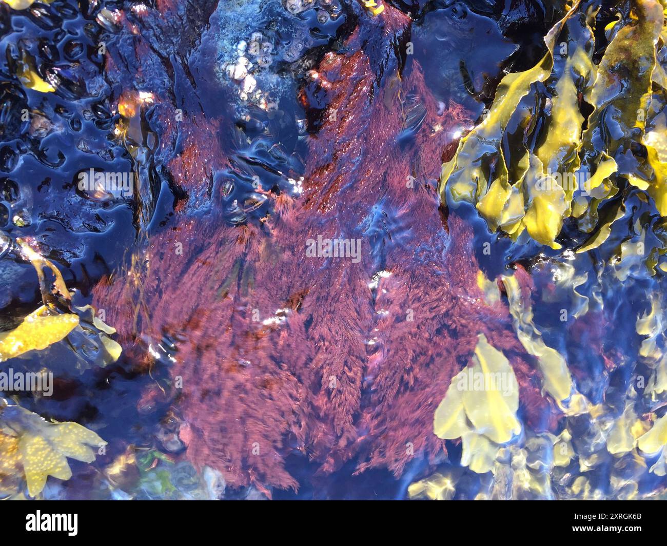 Florideophycean algae (Florideophyceae) Plantae Stock Photo - Alamy