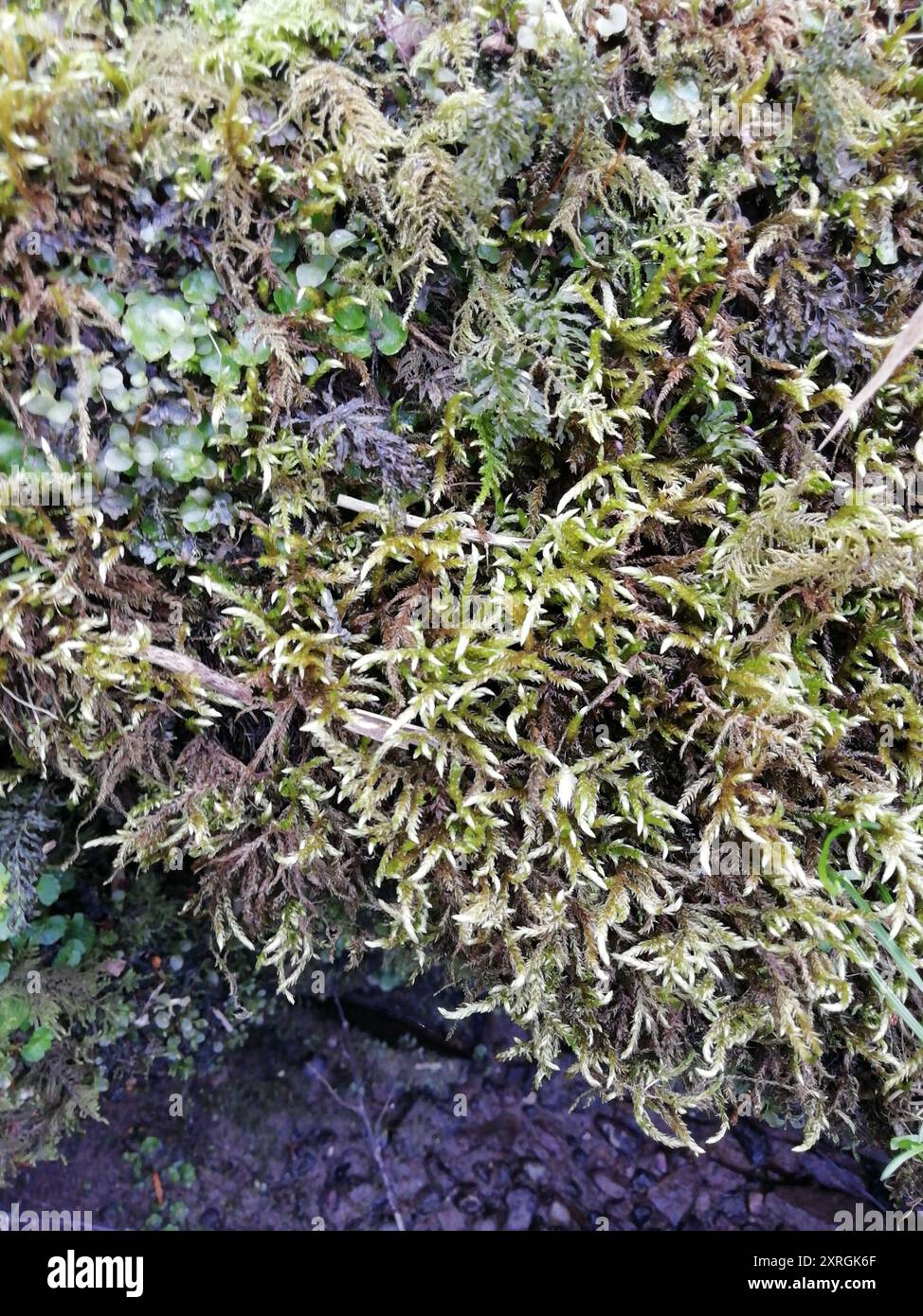 fern-leaved hook-moss (Cratoneuron filicinum) Plantae Stock Photo - Alamy