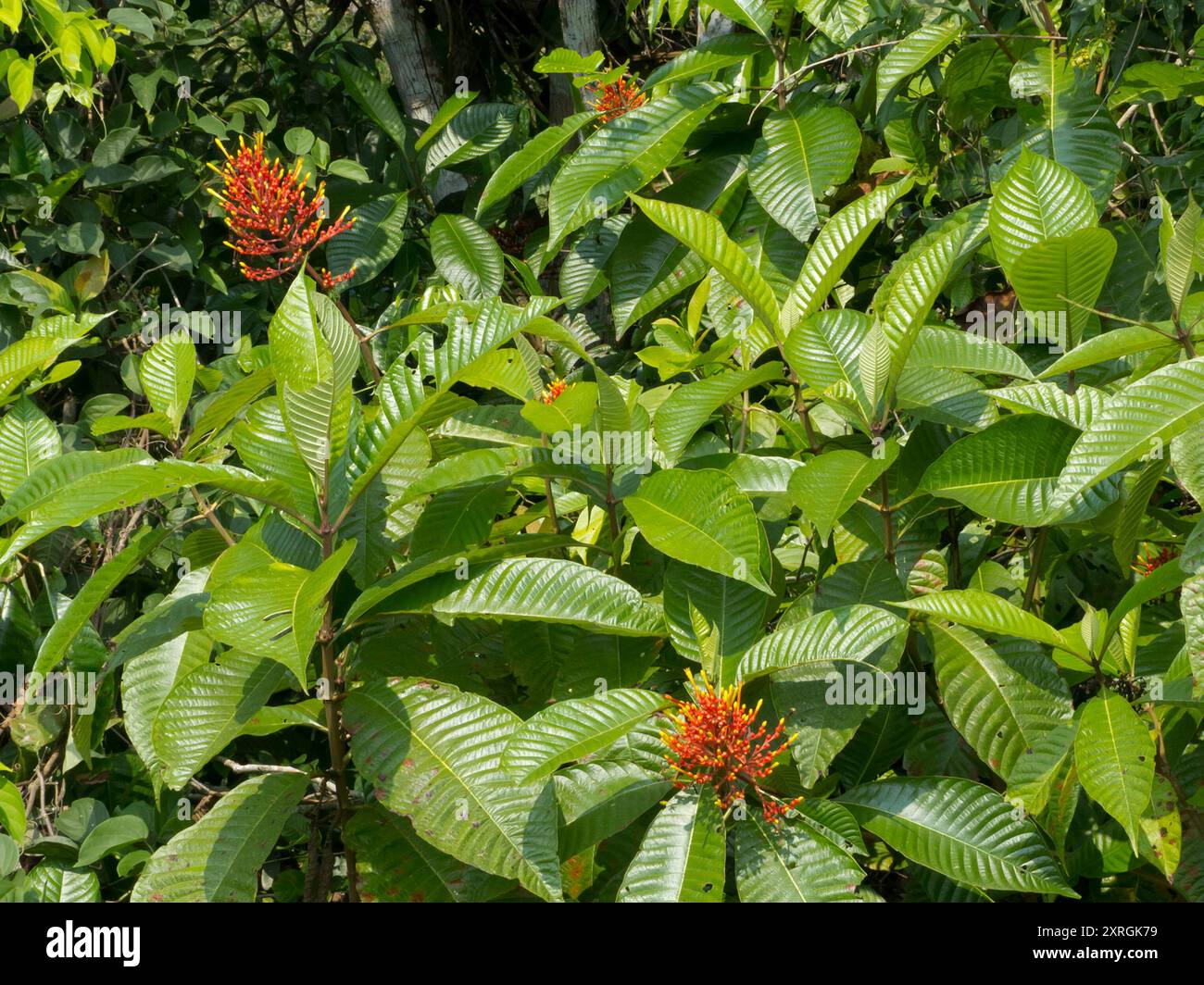 Firecracker plant (Isertia haenkeana) Plantae Stock Photo - Alamy