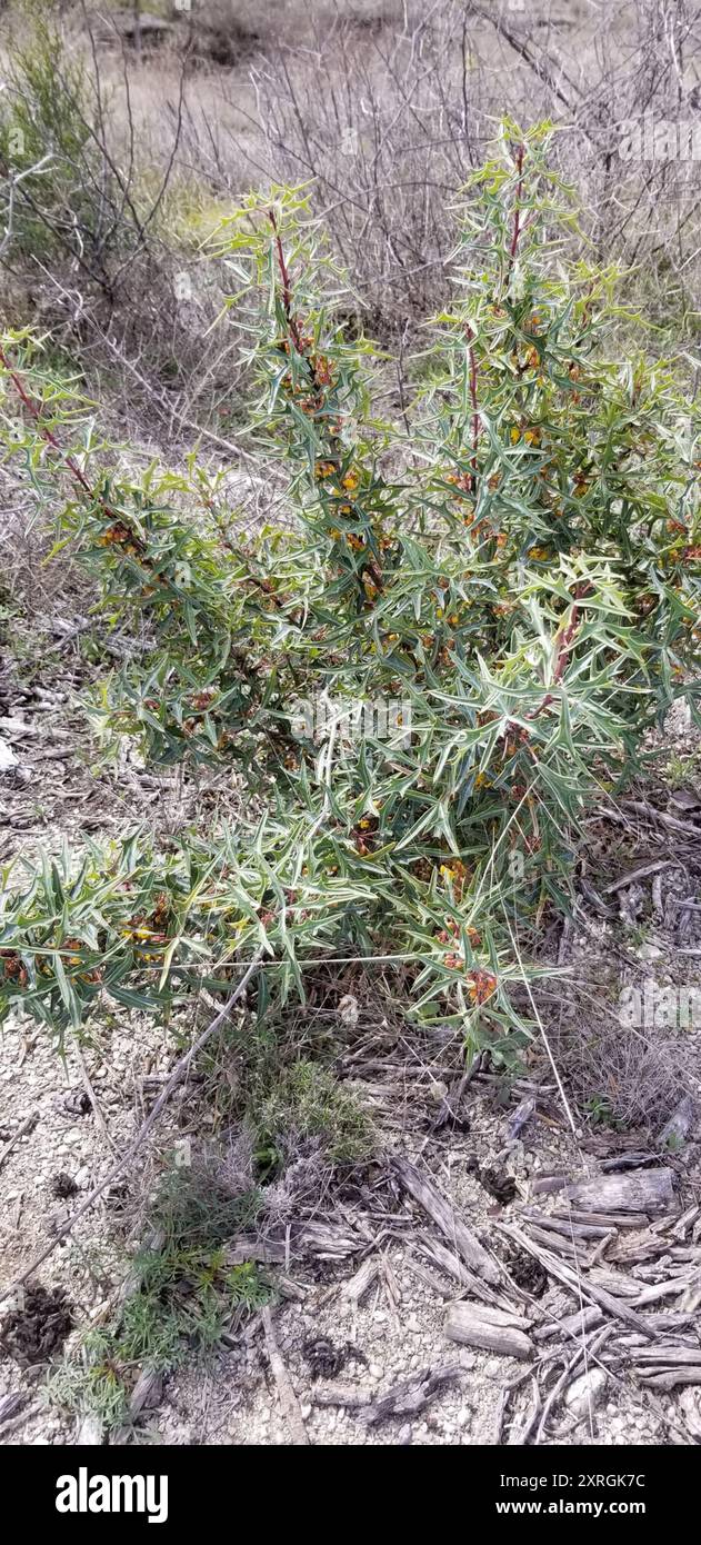 Agarita (Berberis trifoliolata) Plantae Stock Photo - Alamy