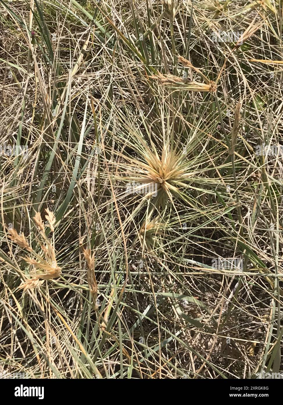 Beach Spinifex (Spinifex sericeus) Plantae Stock Photo - Alamy