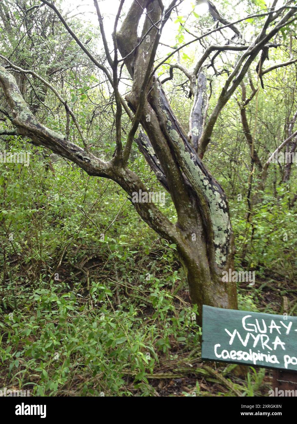 (Libidibia paraguariensis) Plantae Stock Photo - Alamy