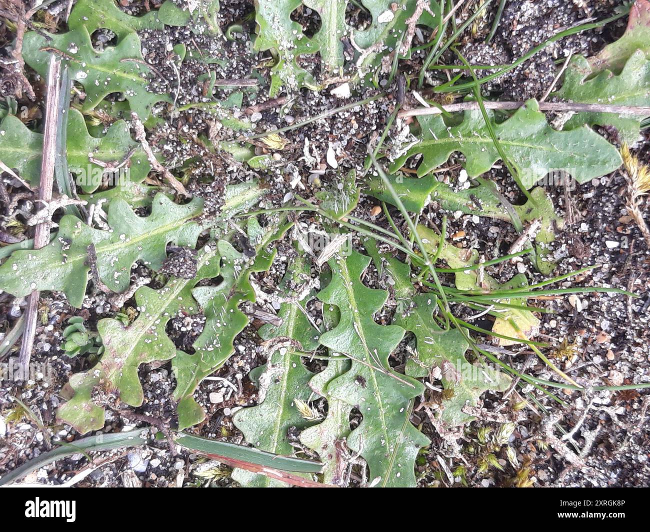 hawkbit (Leontodon) Plantae Stock Photo - Alamy
