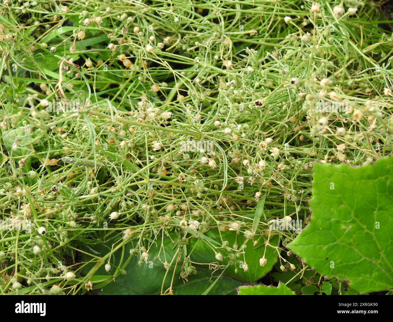 Corn spurrey (Spergula arvensis) Plantae Stock Photo - Alamy