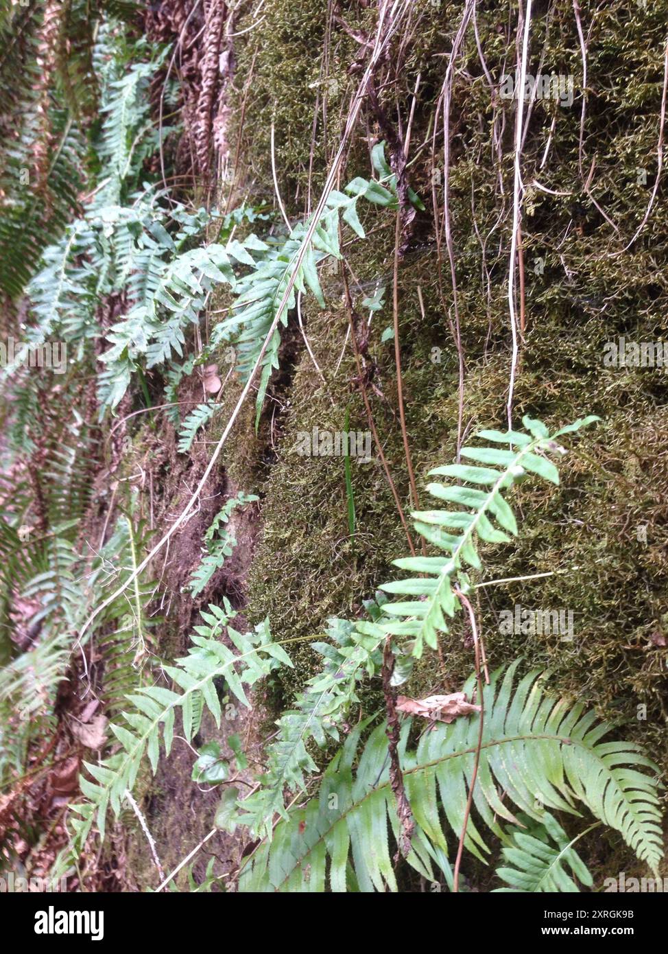 licorice fern (Polypodium glycyrrhiza) Plantae Stock Photo - Alamy