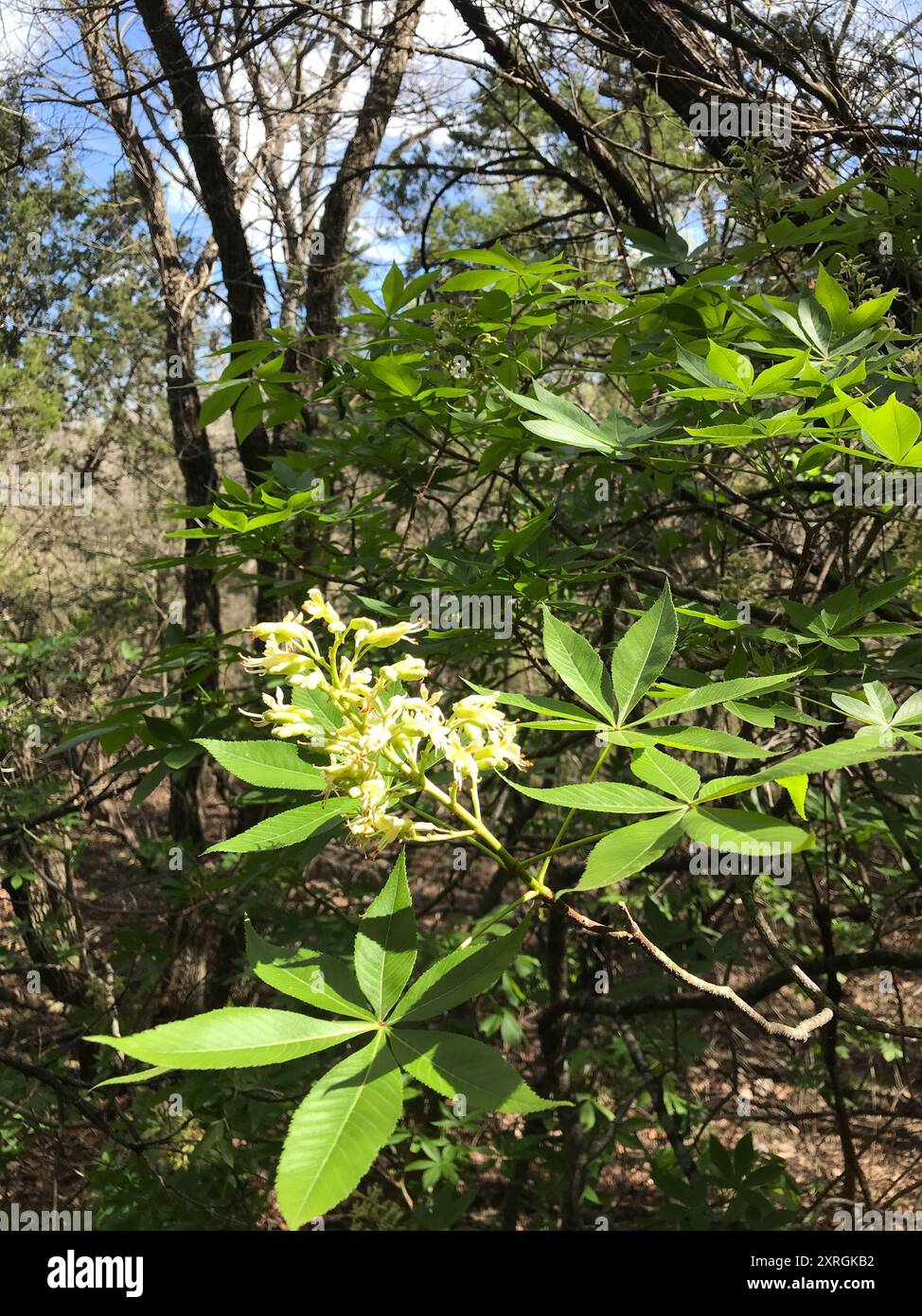 Texas Buckeye (Aesculus glabra arguta) Plantae Stock Photo - Alamy