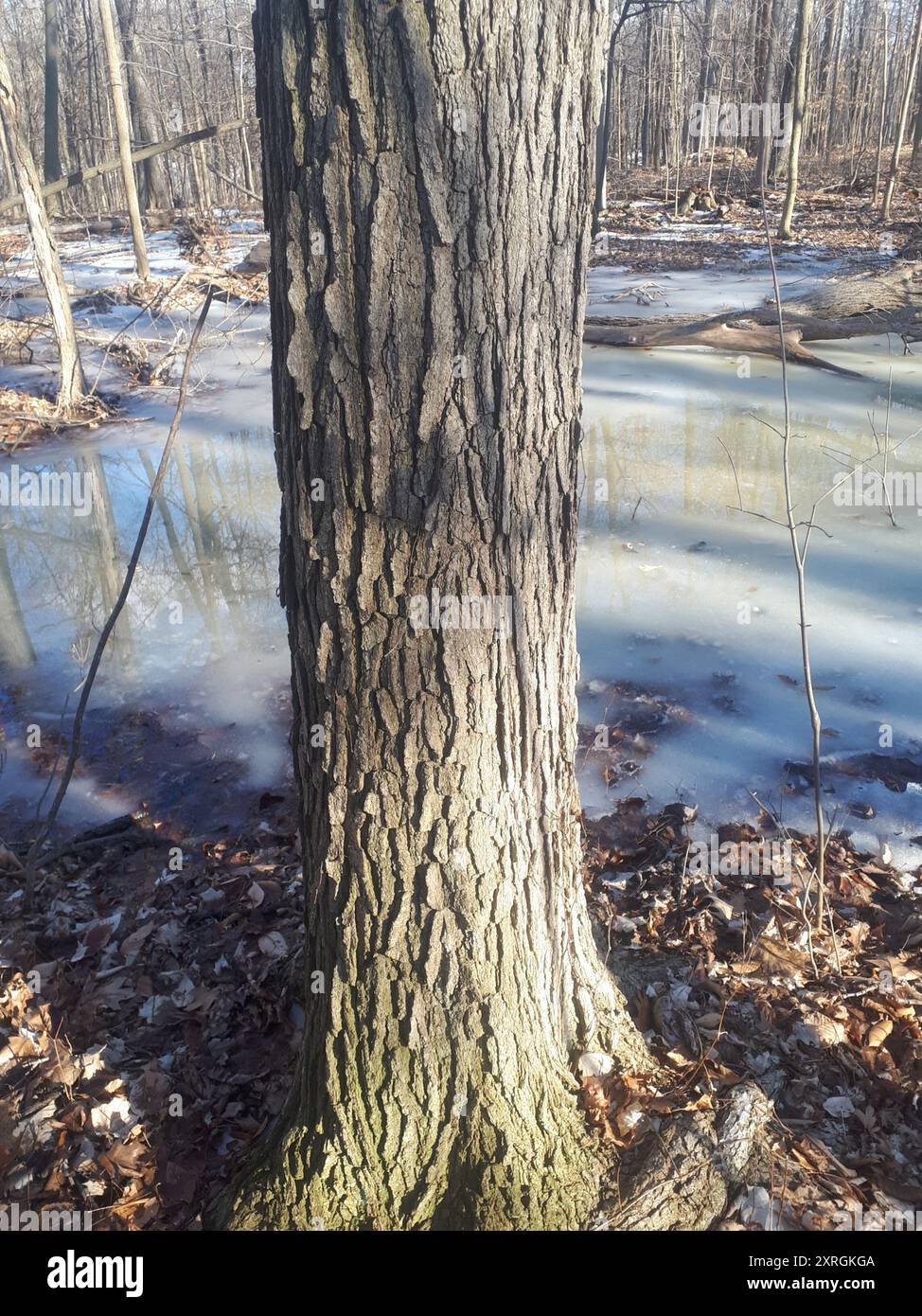 bur oak (Quercus macrocarpa) Plantae Stock Photo - Alamy