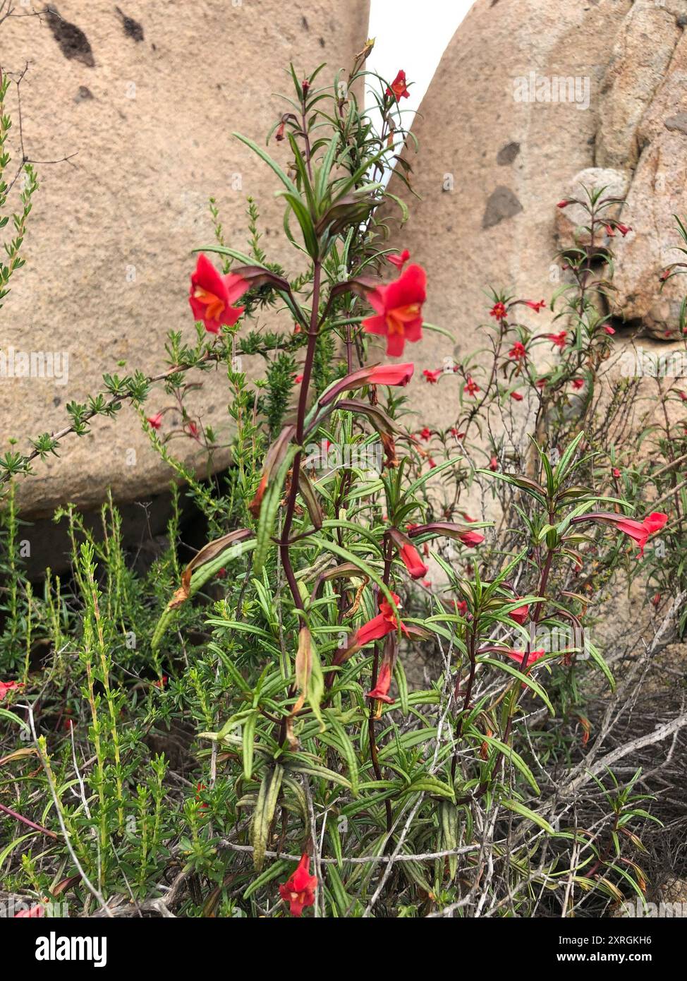 red bush monkeyflower (Diplacus puniceus) Plantae Stock Photo - Alamy