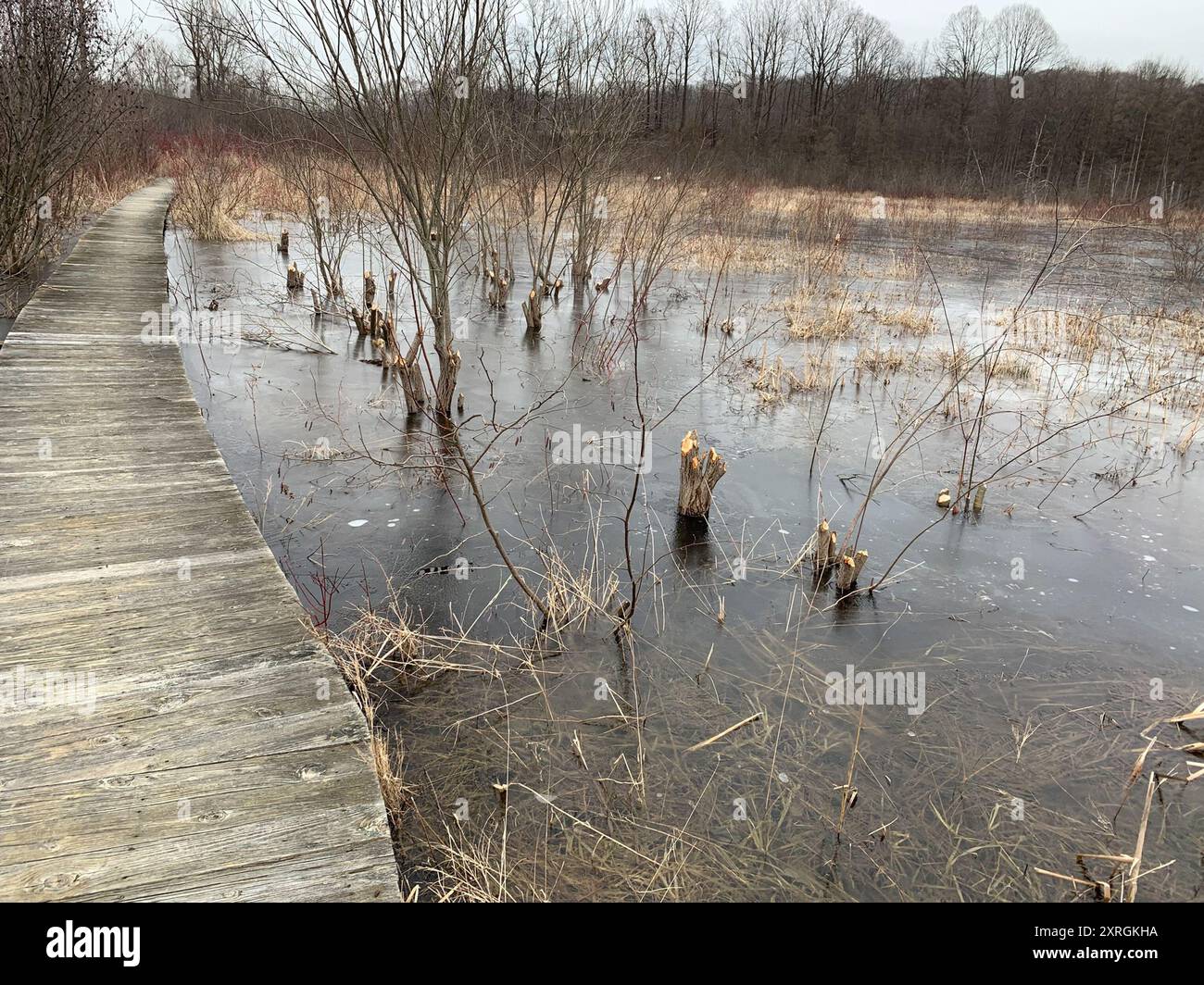 American Beaver (Castor canadensis) Mammalia Stock Photo - Alamy