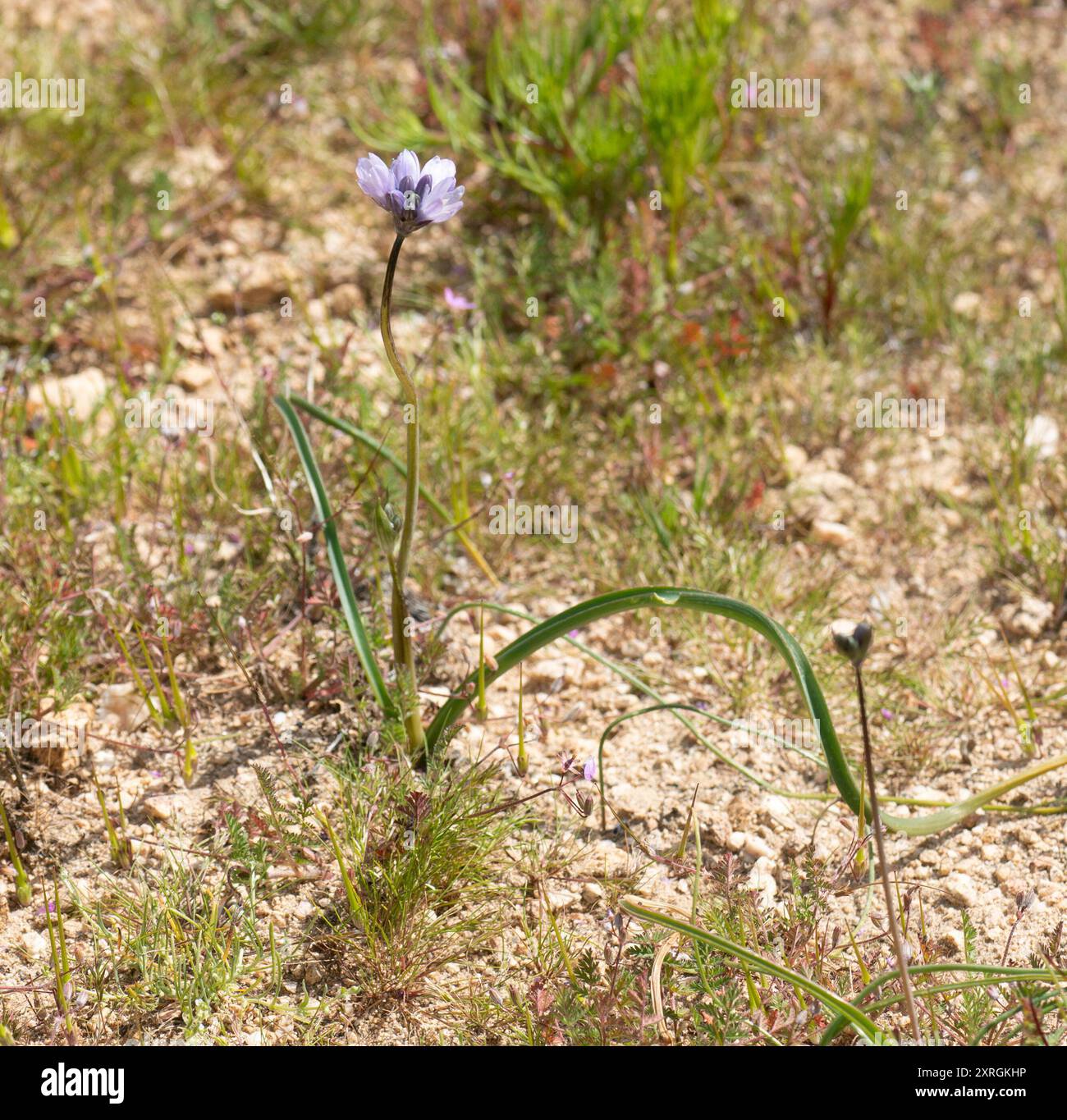 Blue Dicks (Dipterostemon capitatus) Plantae Stock Photo - Alamy