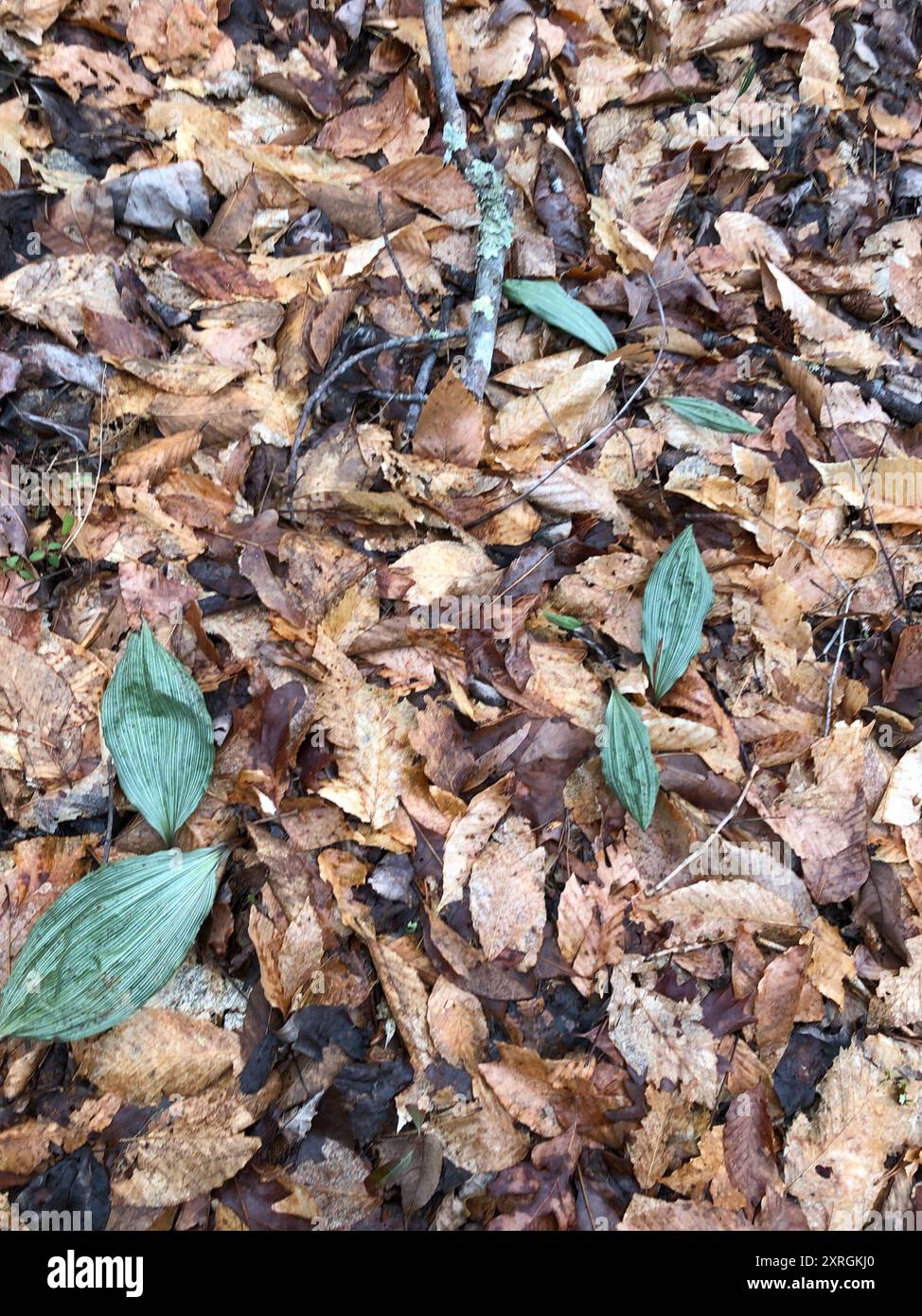 putty root (Aplectrum hyemale) Plantae Stock Photo - Alamy