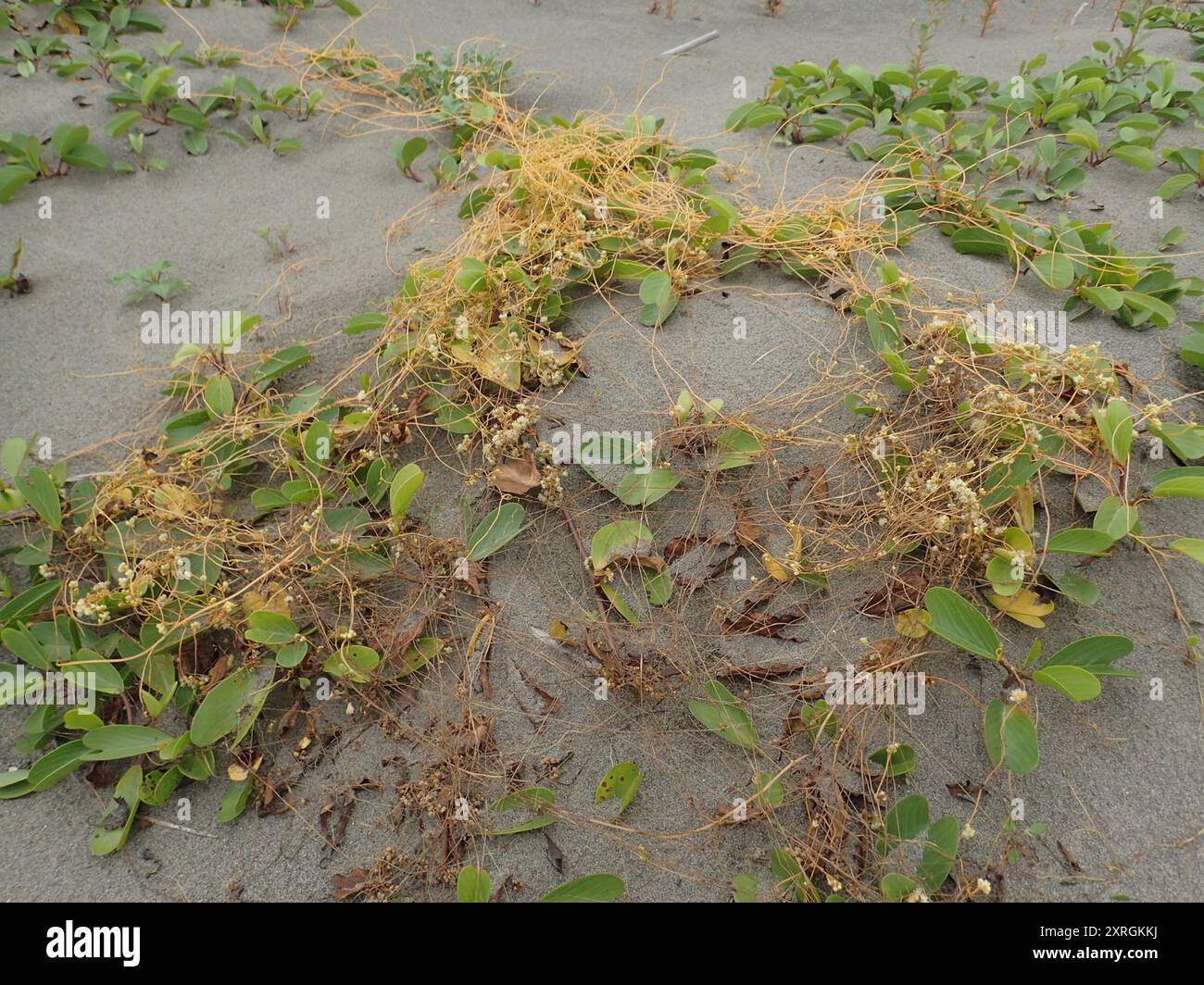 Field Dodder (Cuscuta campestris) Plantae Stock Photo - Alamy