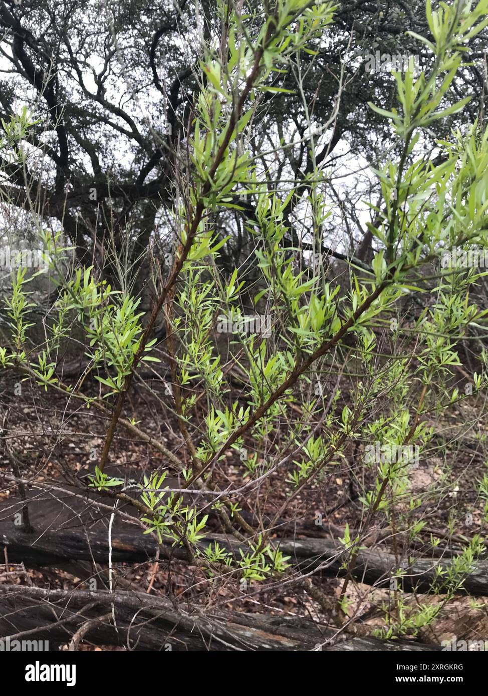 Poverty Weed (Baccharis neglecta) Plantae Stock Photo - Alamy