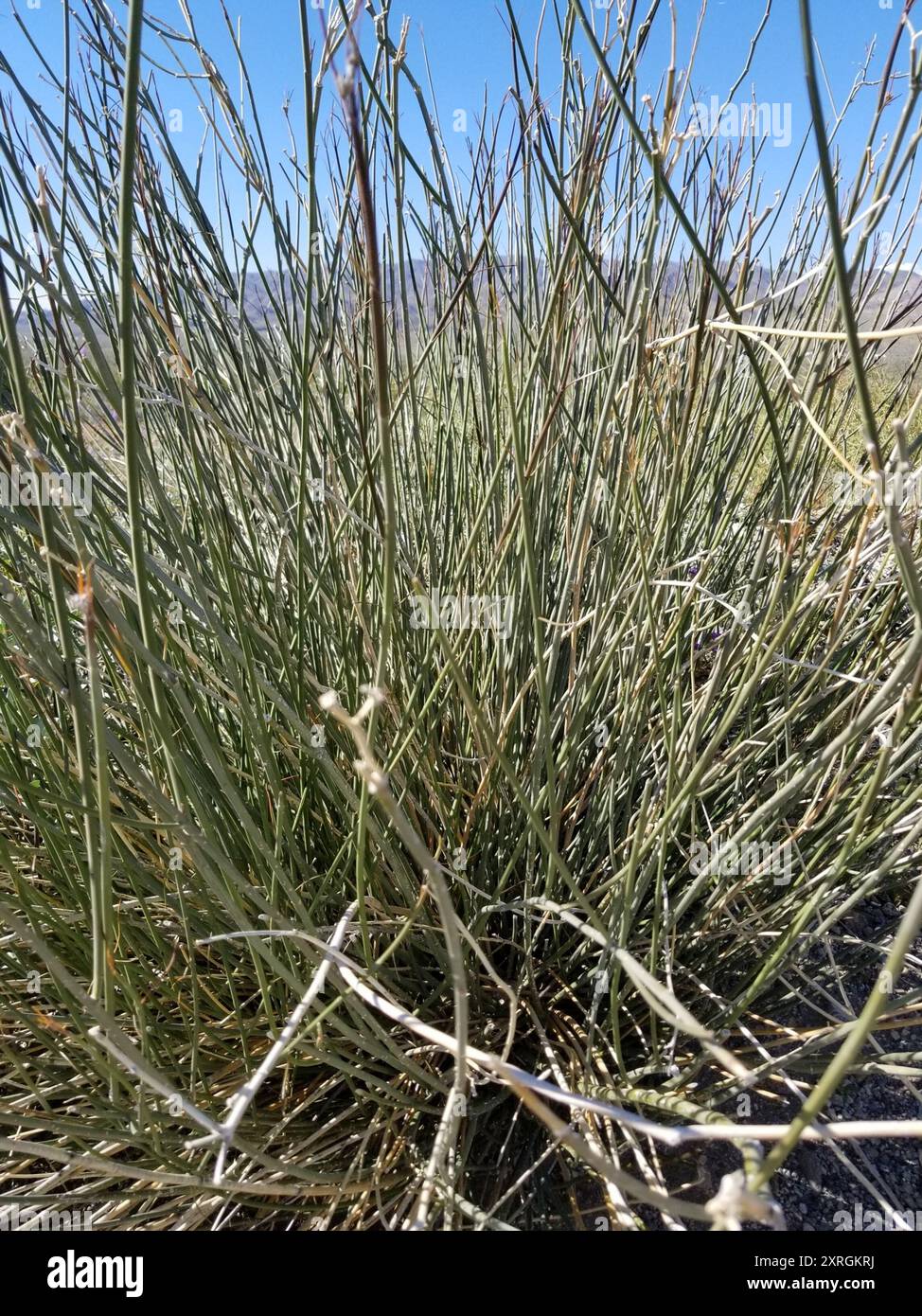 rush milkweed (Asclepias subulata) Plantae Stock Photo - Alamy