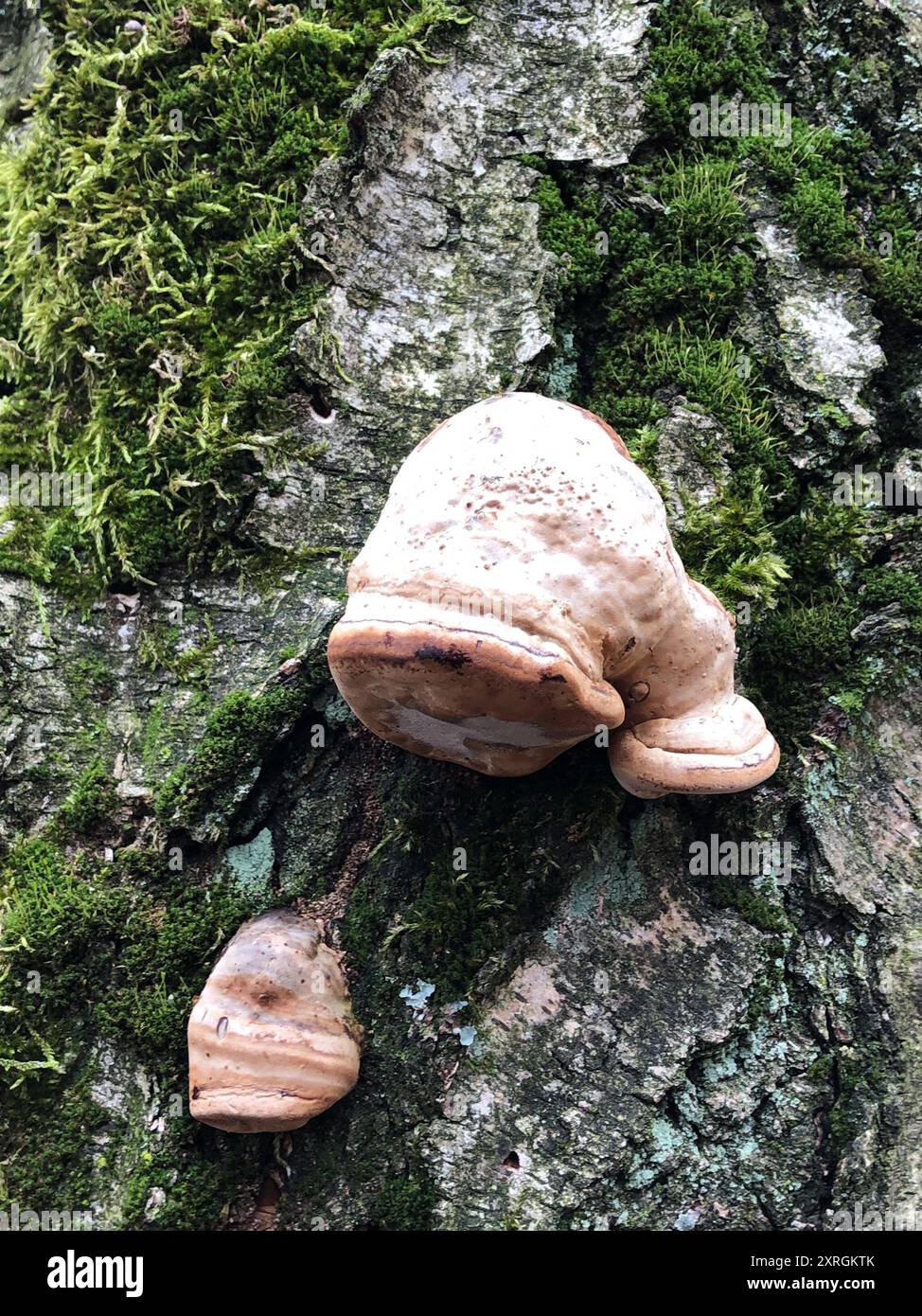 Hoof Fungus (Fomes fomentarius) Fungi Stock Photo - Alamy