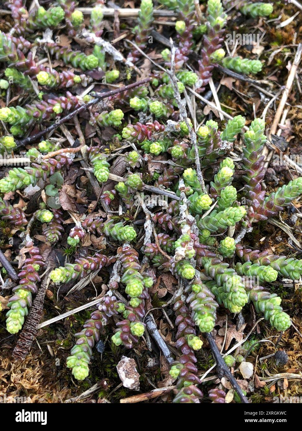 Biting Stonecrop (Sedum acre) Plantae Stock Photo - Alamy