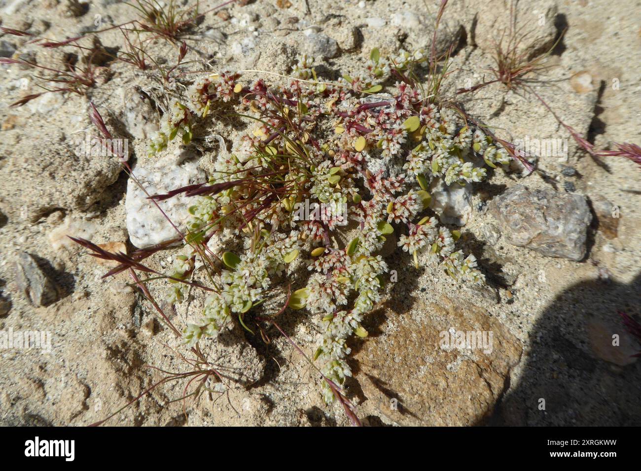 Frost Mat (Achyronychia cooperi) Plantae Stock Photo - Alamy