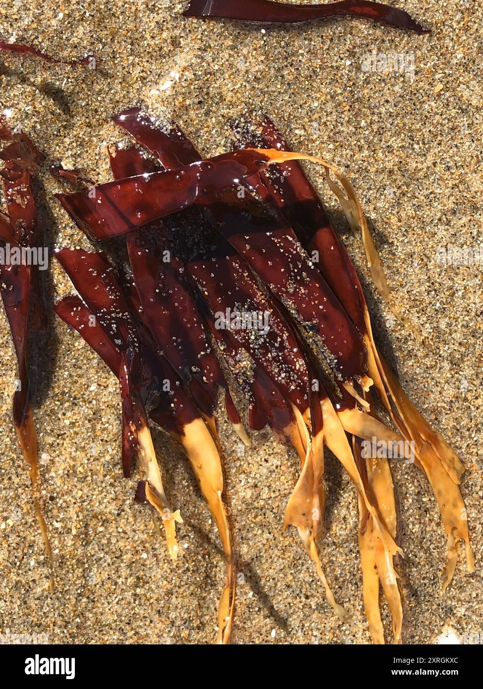 Bleach Weed (Prionitis sternbergii) Plantae Stock Photo - Alamy