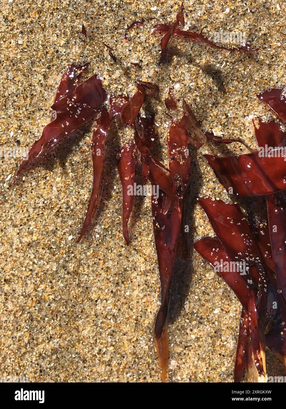 Bleach Weed (Prionitis sternbergii) Plantae Stock Photo - Alamy