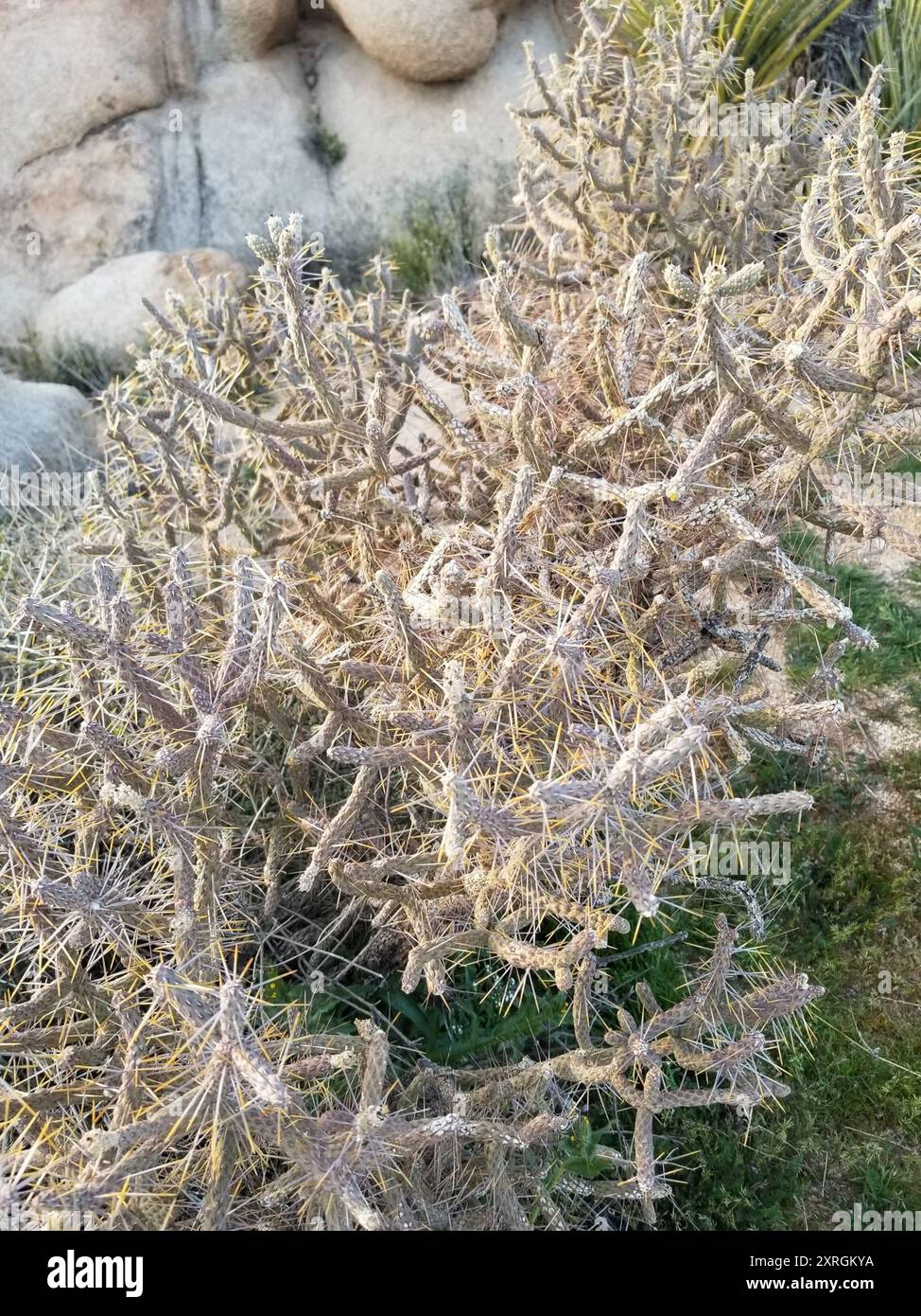 Branched Pencil Cholla (Cylindropuntia ramosissima) Plantae Stock Photo ...