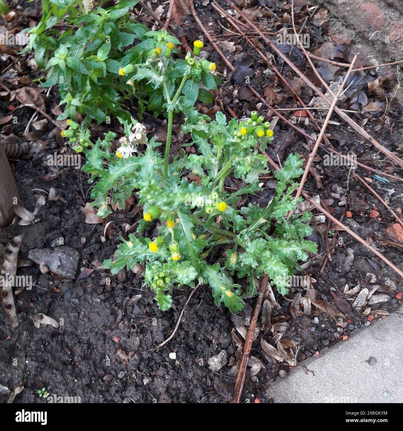 common groundsel (Senecio vulgaris) Plantae Stock Photo - Alamy