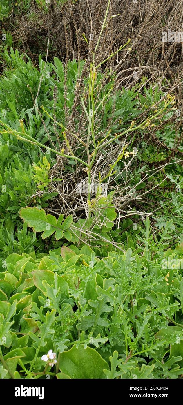 Saharan Mustard (Brassica tournefortii) Plantae Stock Photo - Alamy