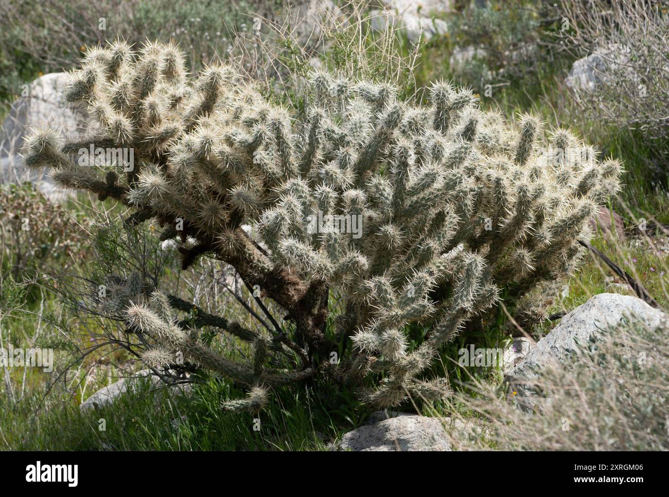 Silver Cholla (Cylindropuntia echinocarpa) Plantae Stock Photo - Alamy