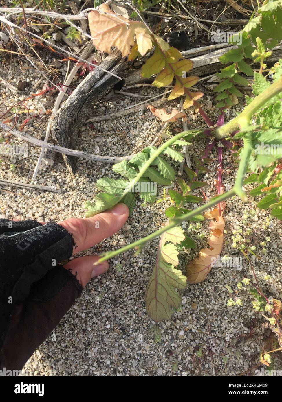 Saharan Mustard (Brassica tournefortii) Plantae Stock Photo - Alamy