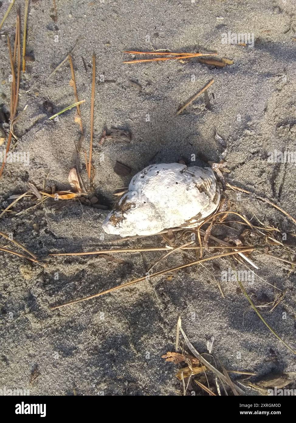 Common Whelk (Buccinum undatum) Mollusca Stock Photo - Alamy