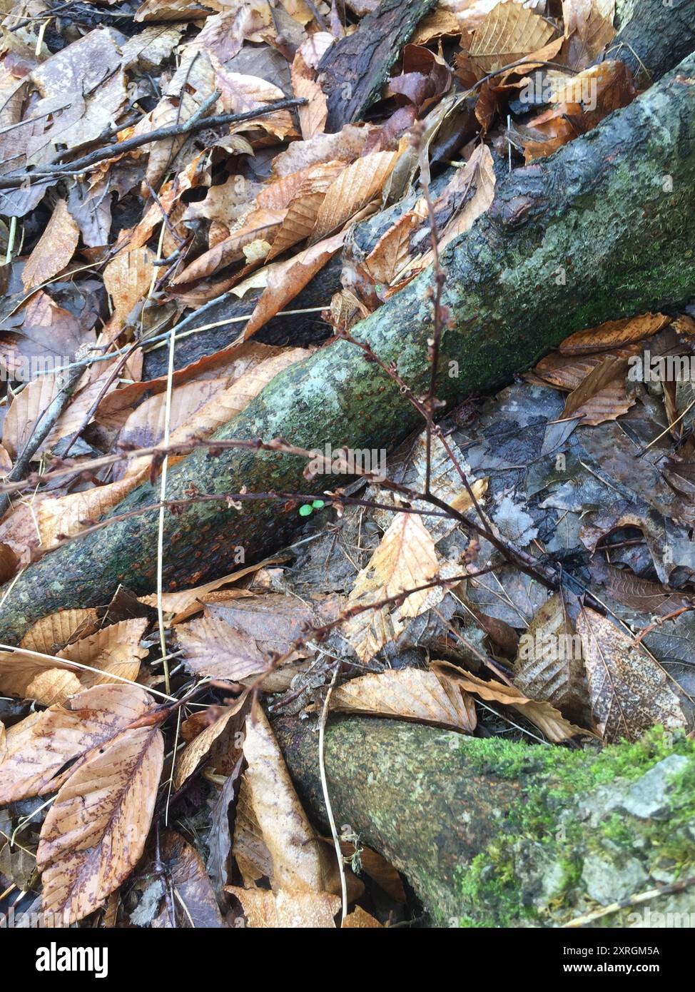 Beechdrops (Epifagus virginiana) Plantae Stock Photo - Alamy