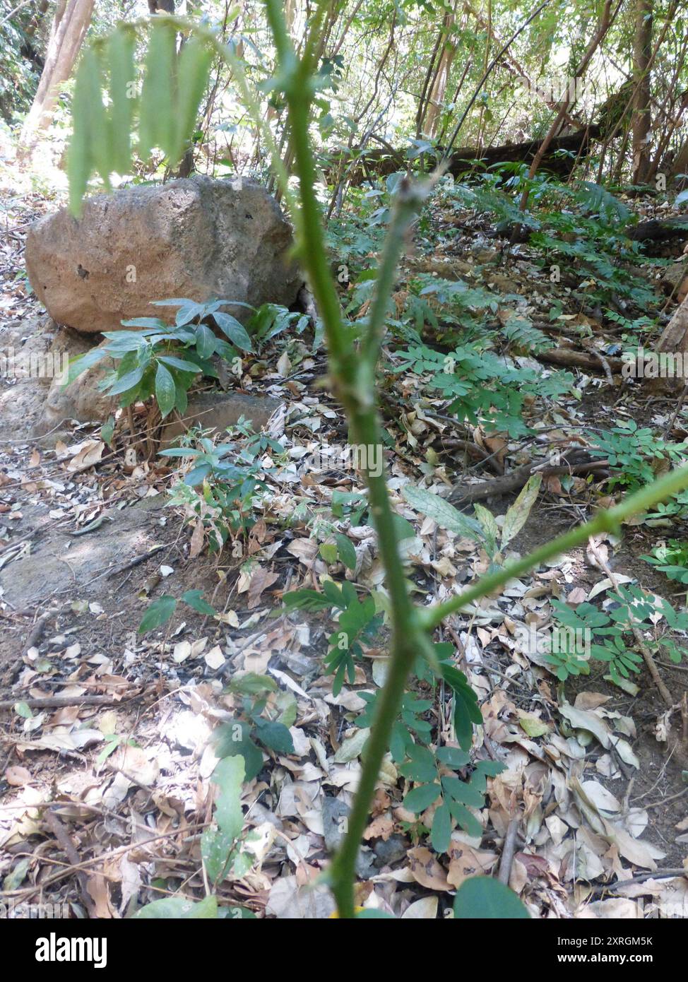 Machaeriums (Machaerium) Plantae Stock Photo - Alamy