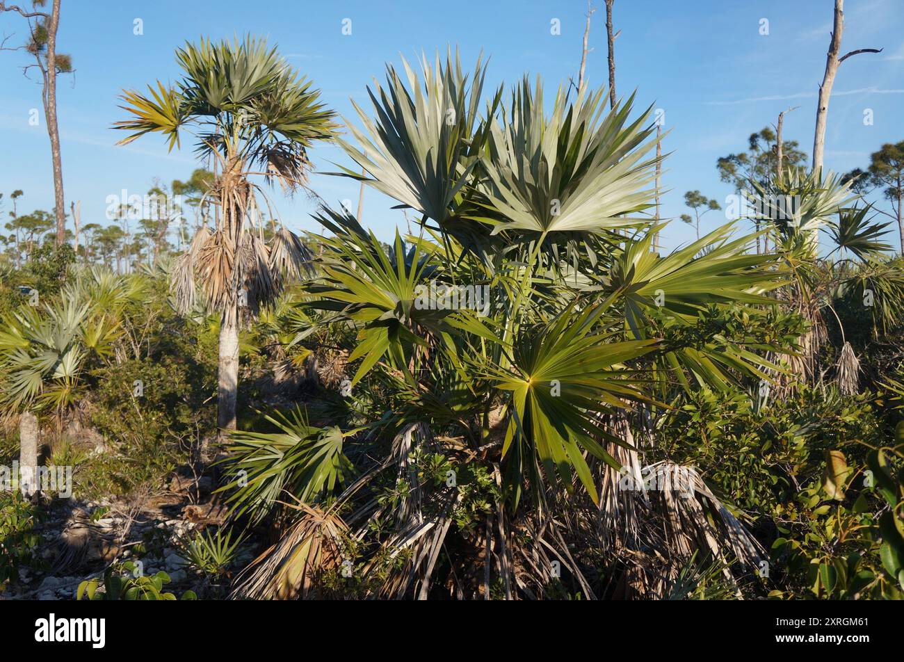 Key Thatch Palm (Leucothrinax morrisii) Plantae Stock Photo - Alamy