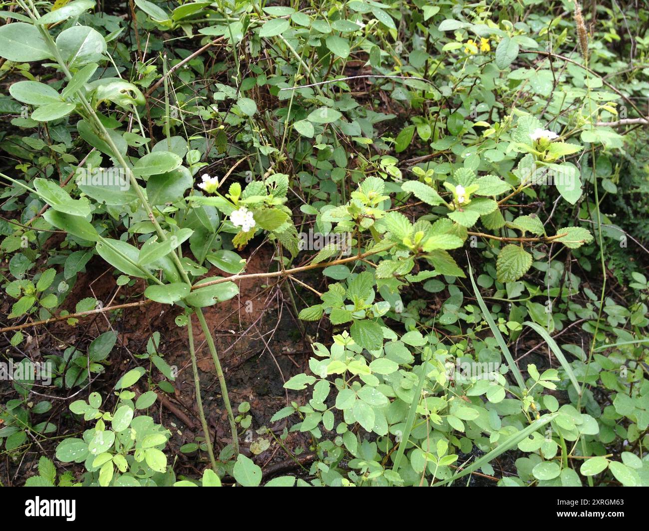lantanas (Lantana) Plantae Stock Photo - Alamy