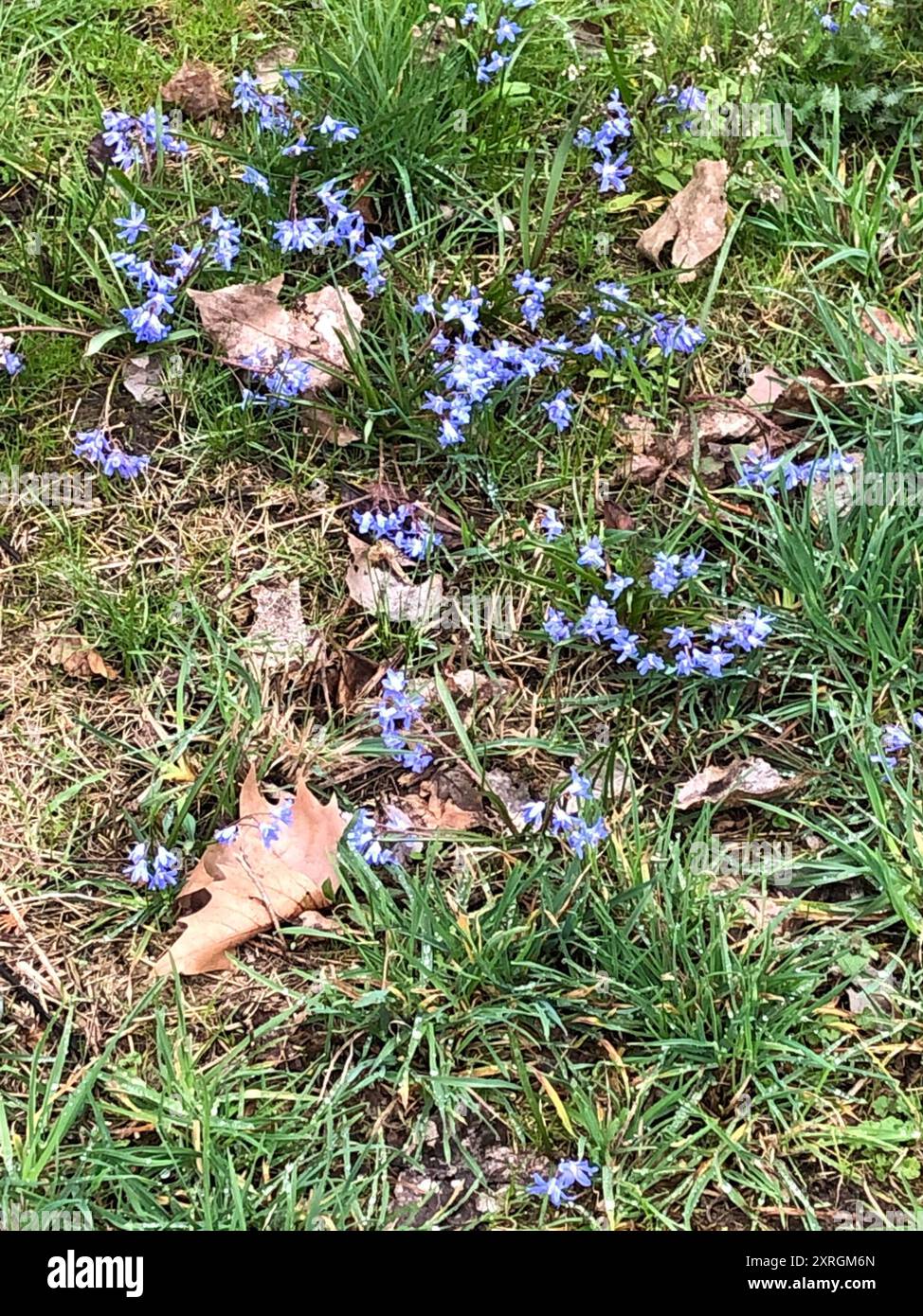 Forbes' Glory-of-the-snow (Scilla forbesii) Plantae Stock Photo - Alamy
