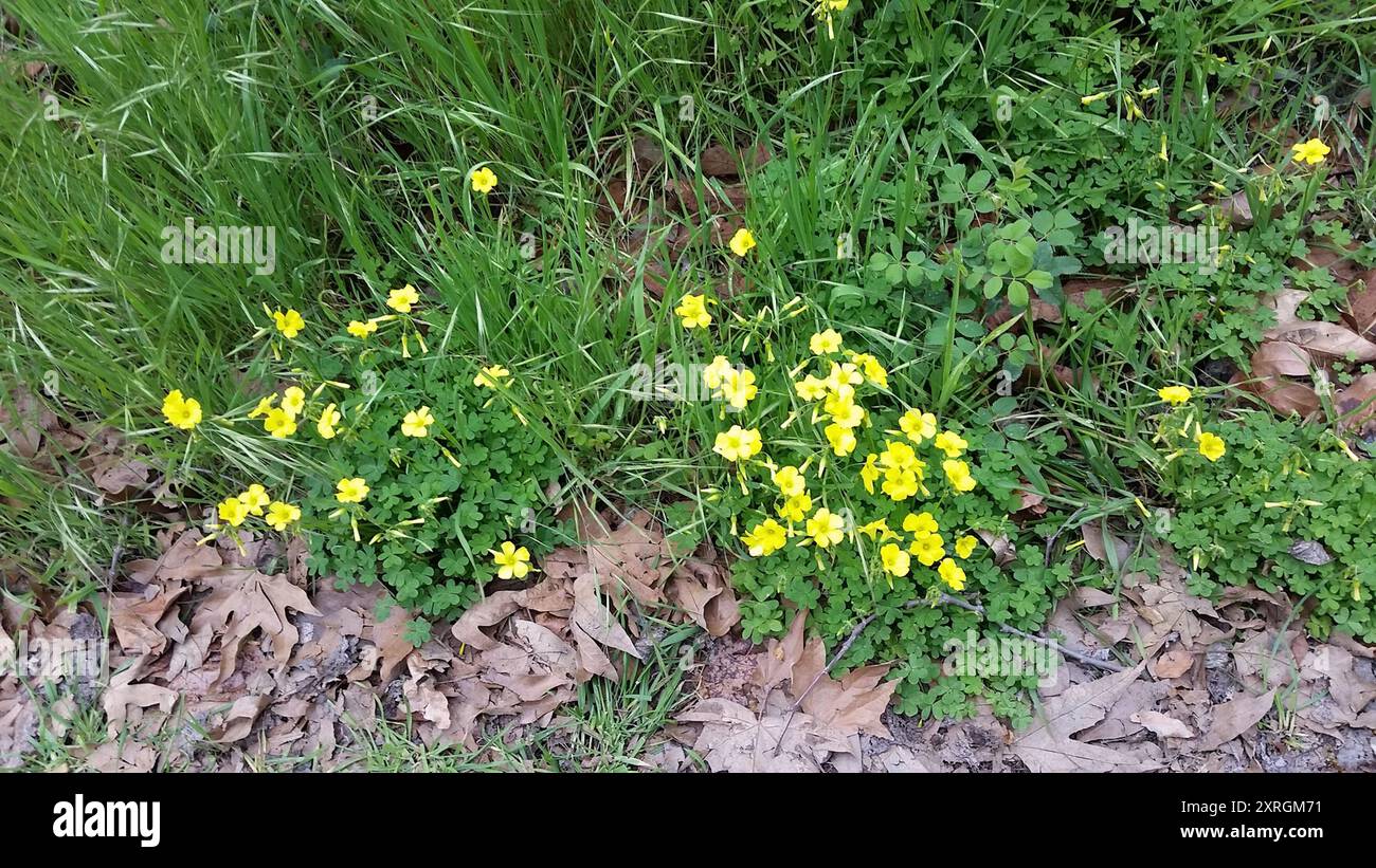 Bermuda buttercup (Oxalis pes-caprae) Plantae Stock Photo - Alamy