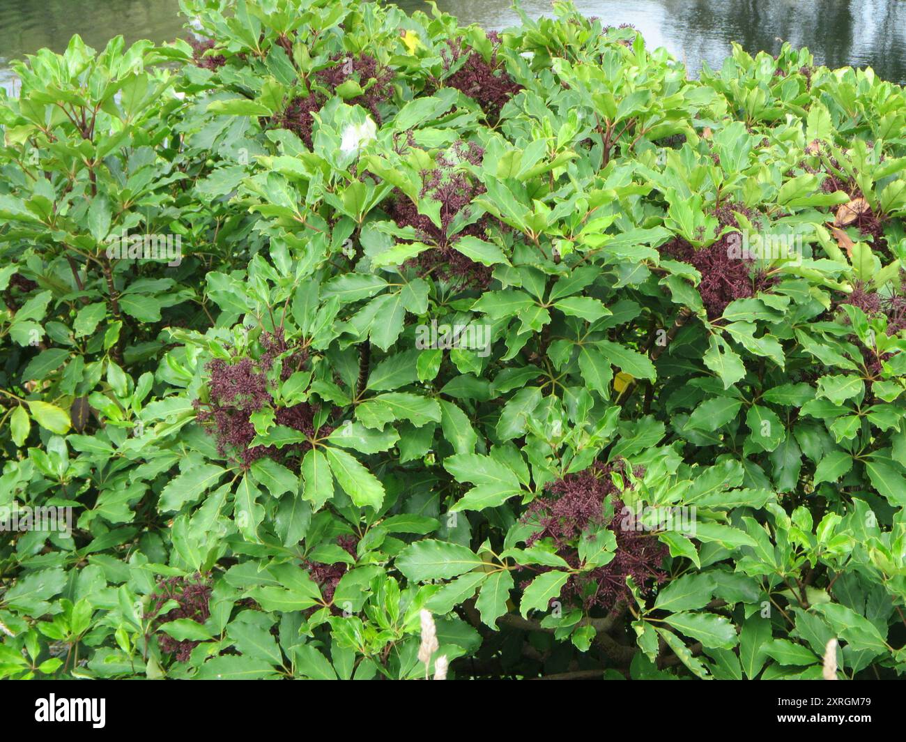 five finger (Pseudopanax arboreus) Plantae Stock Photo - Alamy