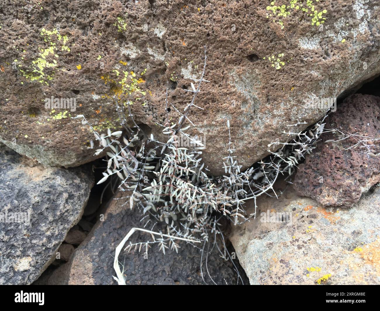 spiny cliff-brake (Pellaea truncata) Plantae Stock Photo - Alamy